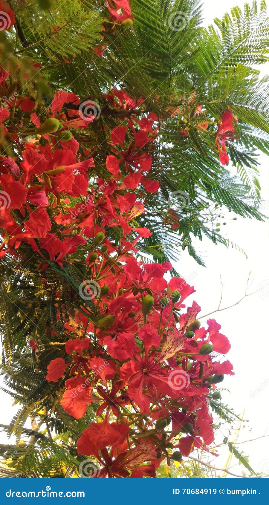 Flame tree stock image. Image of nature, summer, tree - 70684919