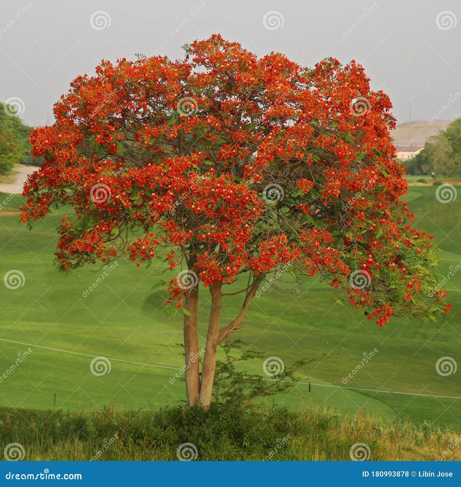 Flame Tree Full of Red Fiery Flowers on Spring Season Stock Photo ...