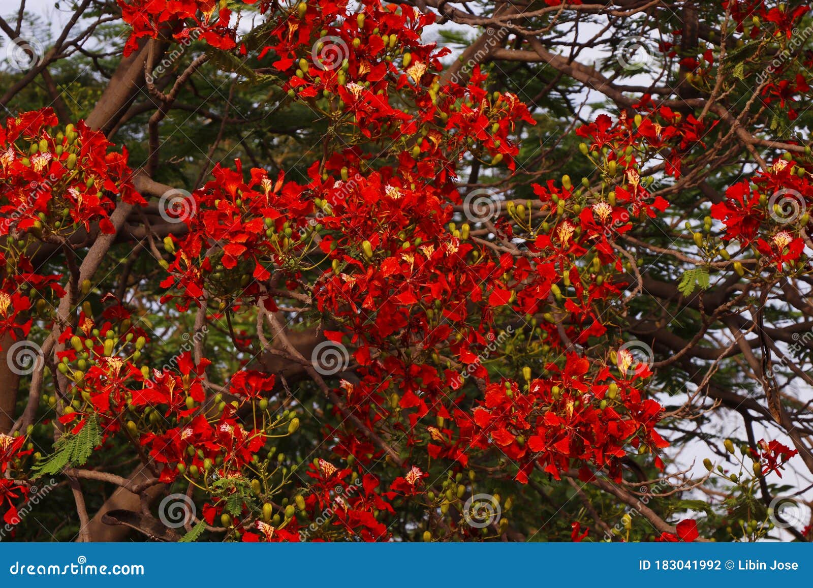Flame Tree Full of Red Fiery Flowers on Spring Season Stock Photo ...