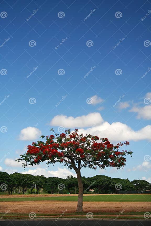 Flame tree in Hawaii stock image. Image of oahu, hawaii - 4110549