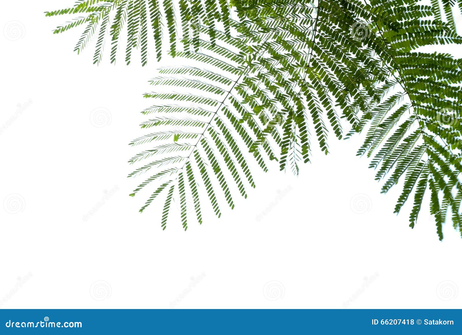 Flame tree leaf stock photo. Image of tree, pinnate, deciduous - 66207418