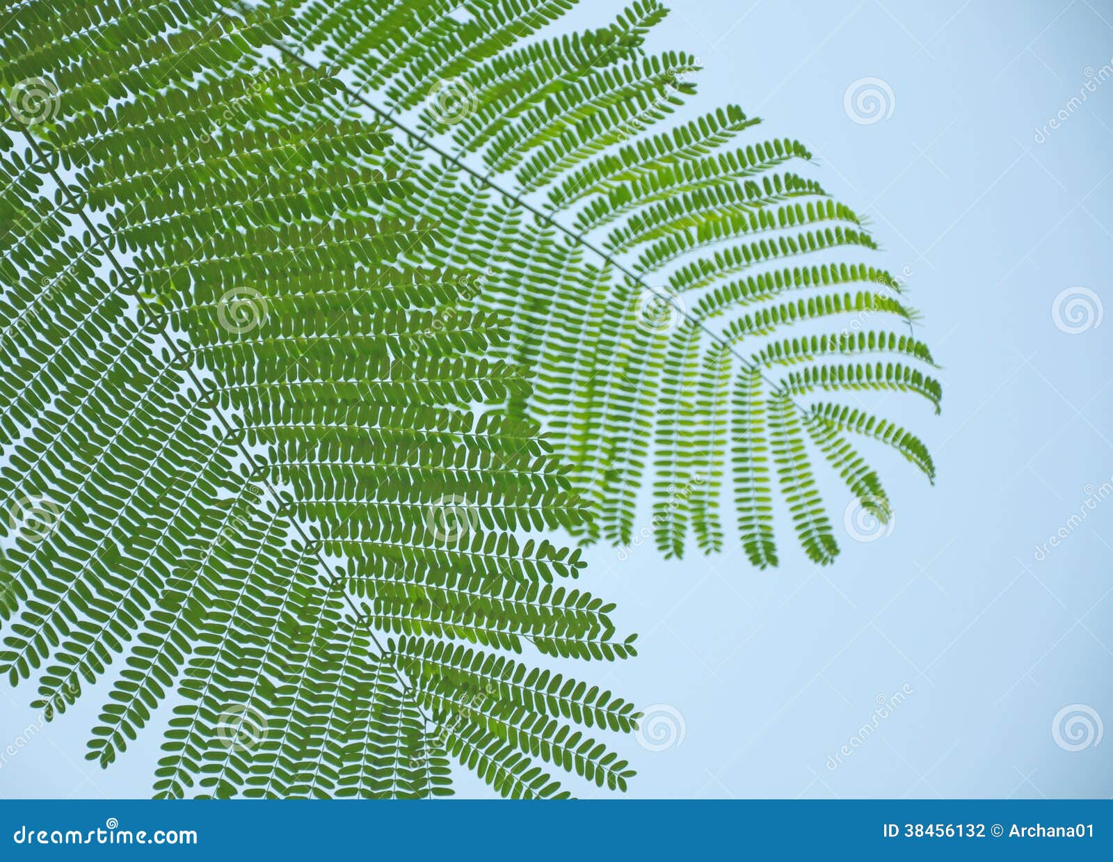 Flame tree leaves stock photo. Image of outdoor, freshness - 38456132