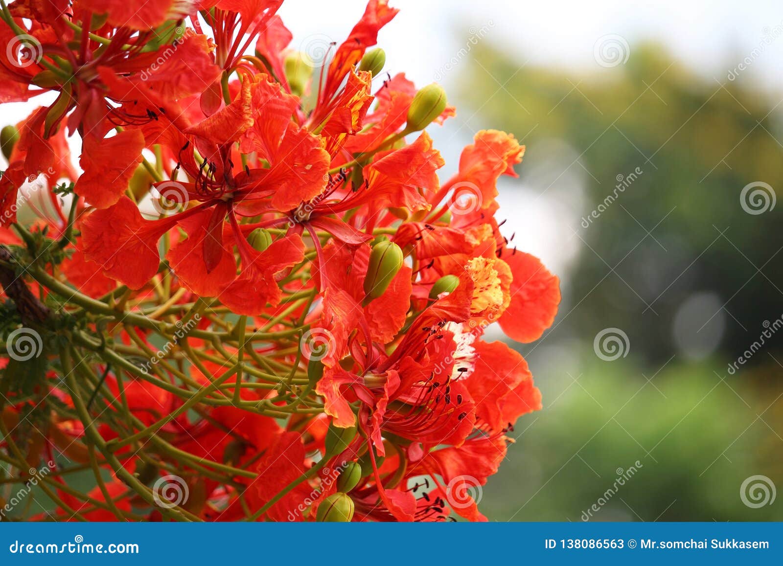 Flame Tree Red Colour or Peacock Flower with Green Leaf Stock Image ...
