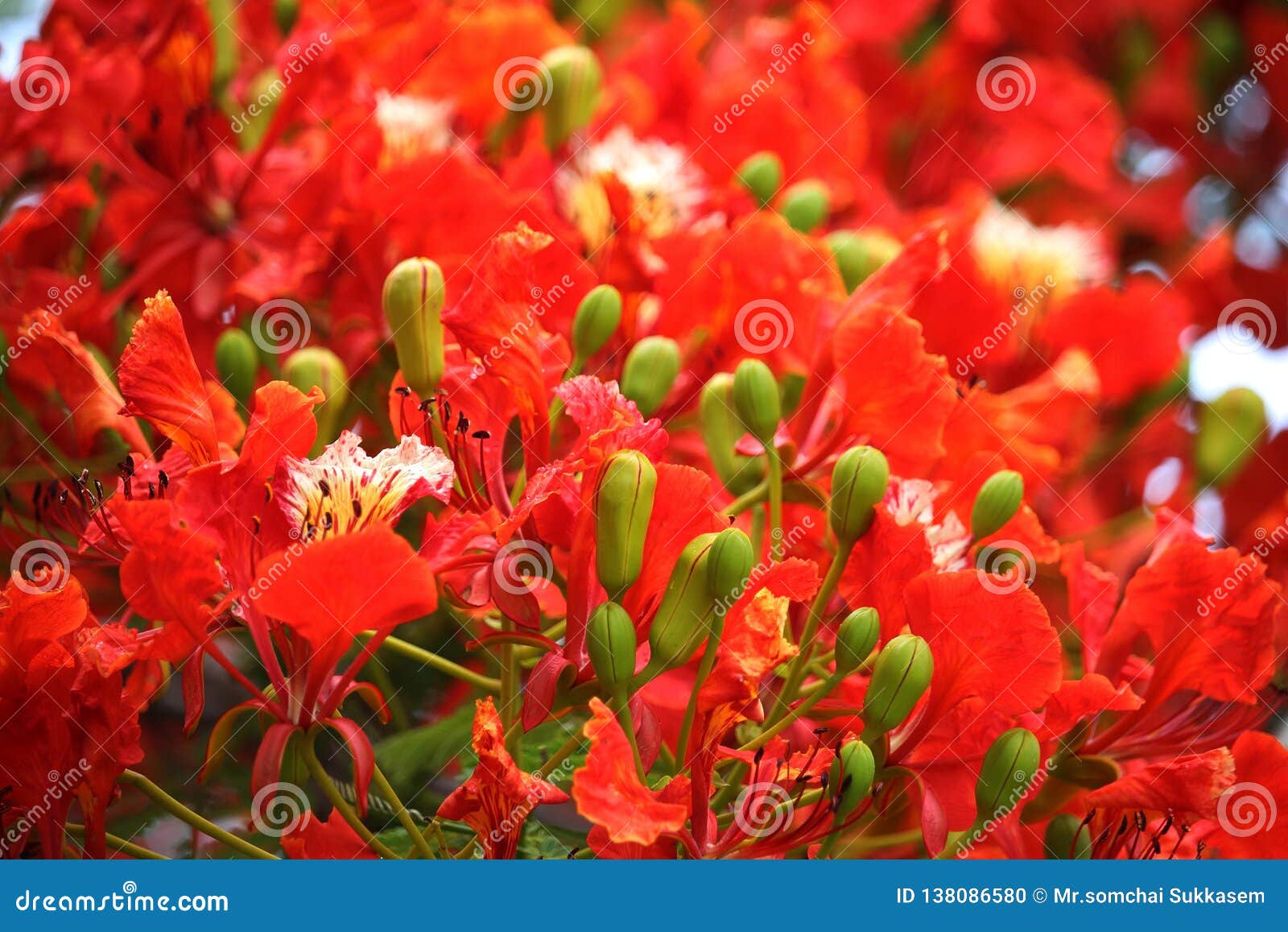 Flame Tree Red Colour or Peacock Flower with Green Leaf Stock Photo ...
