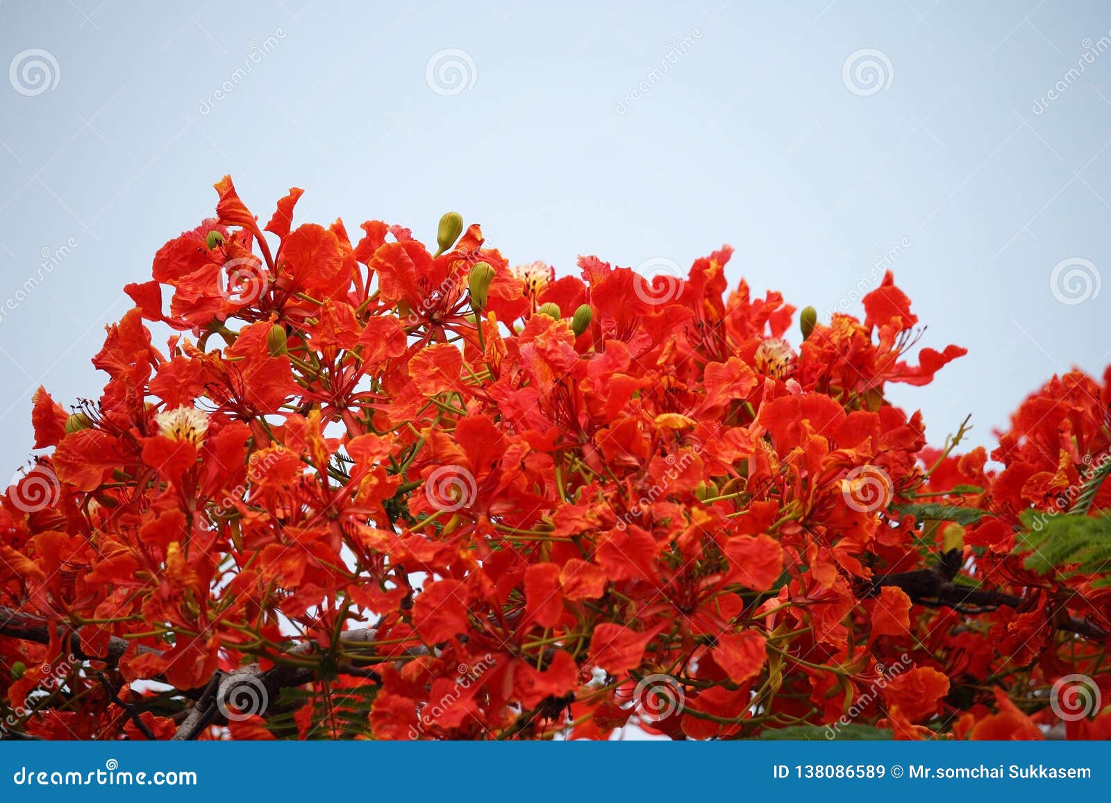 Flame Tree Red Colour or Peacock Flower with Green Leaf Stock Image ...