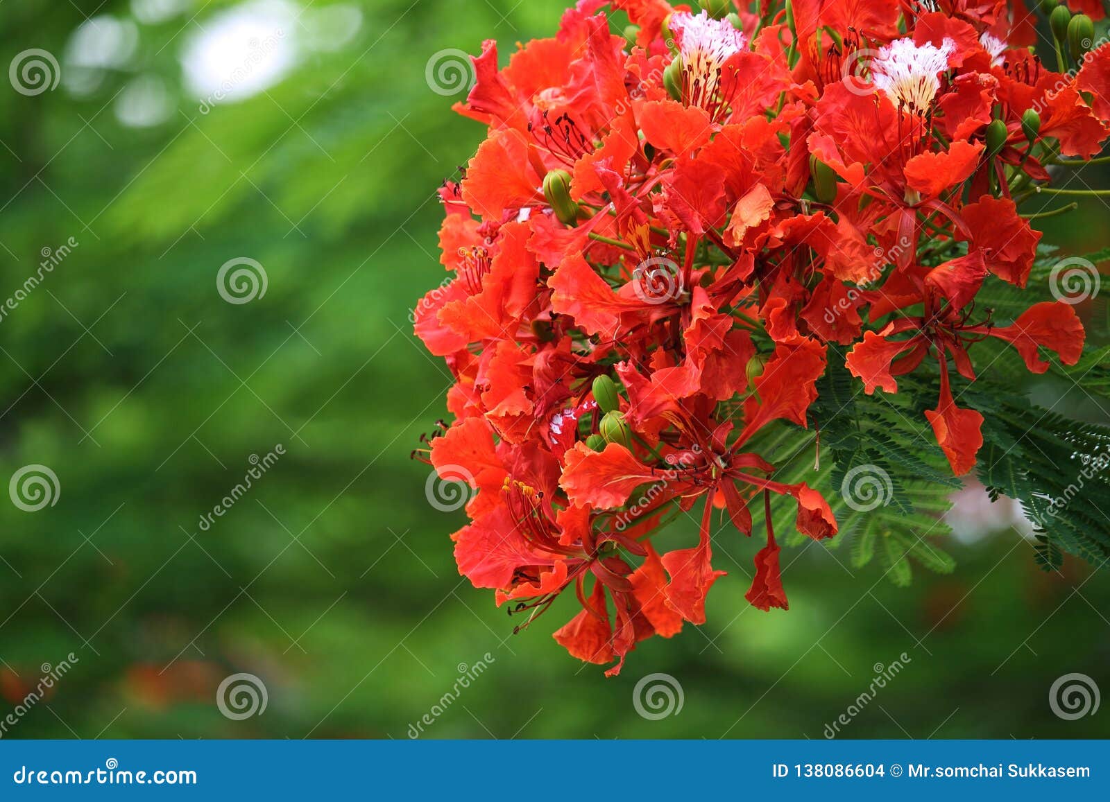 Flame Tree Red Colour or Peacock Flower with Green Leaf Stock Photo ...