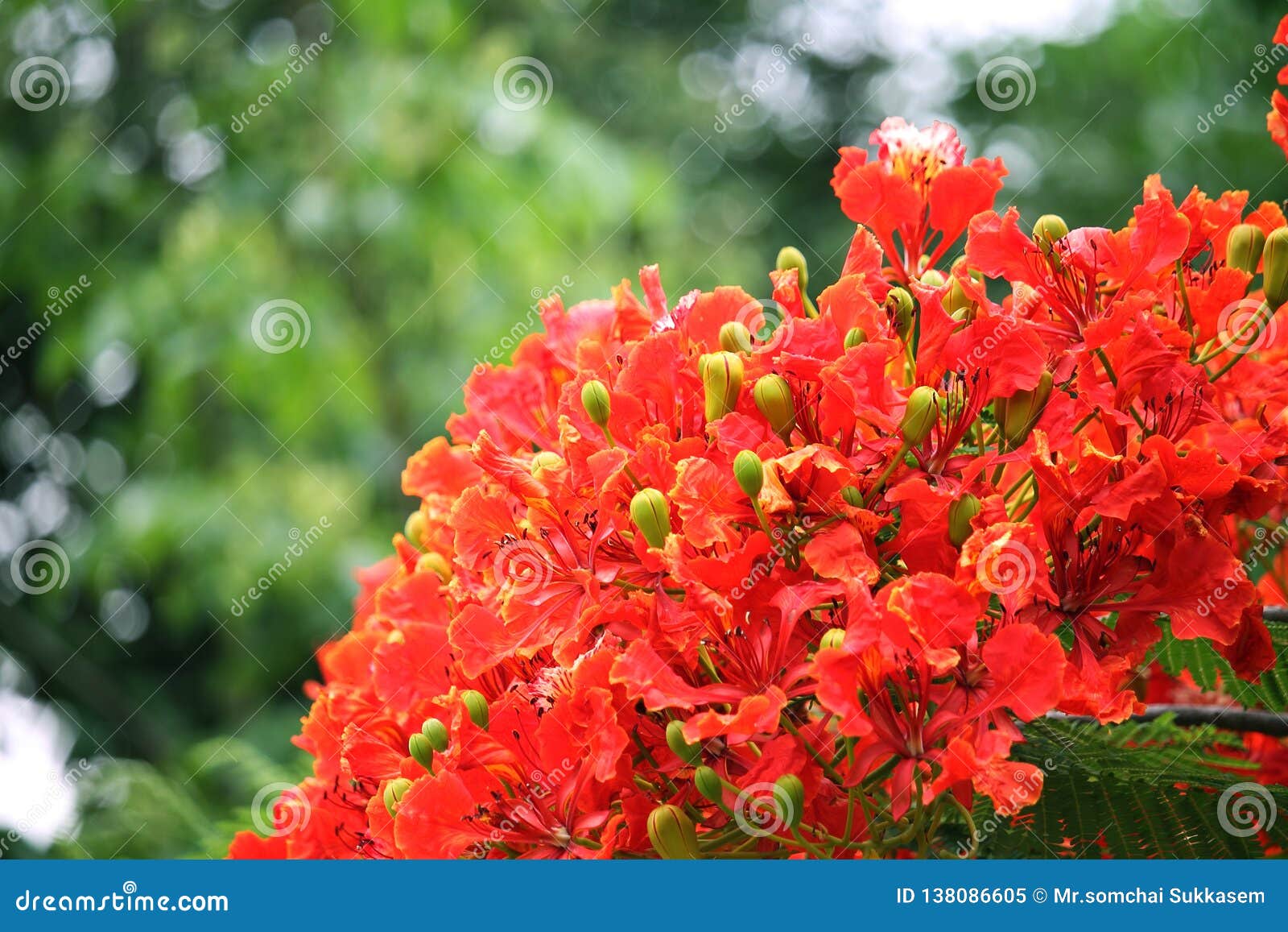 Flame Tree Red Colour or Peacock Flower with Green Leaf Stock Image ...