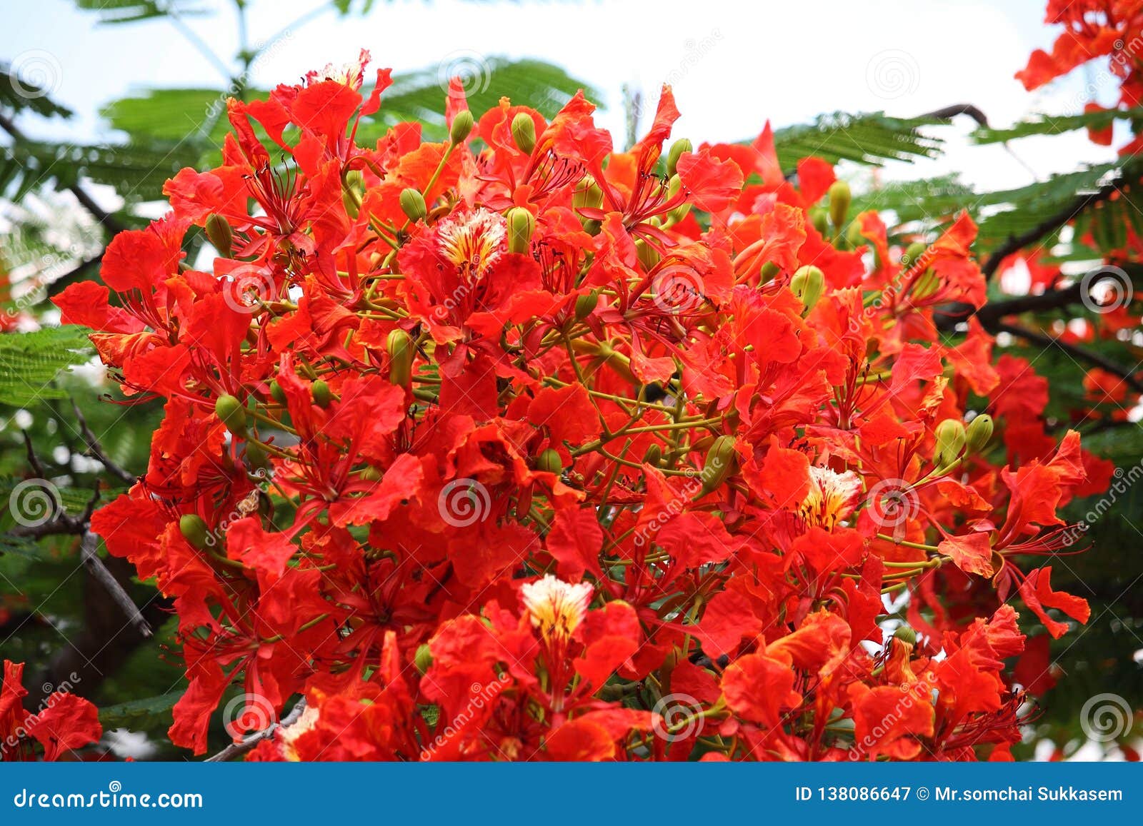 Flame Tree Red Colour or Peacock Flower with Green Leaf Stock Image ...