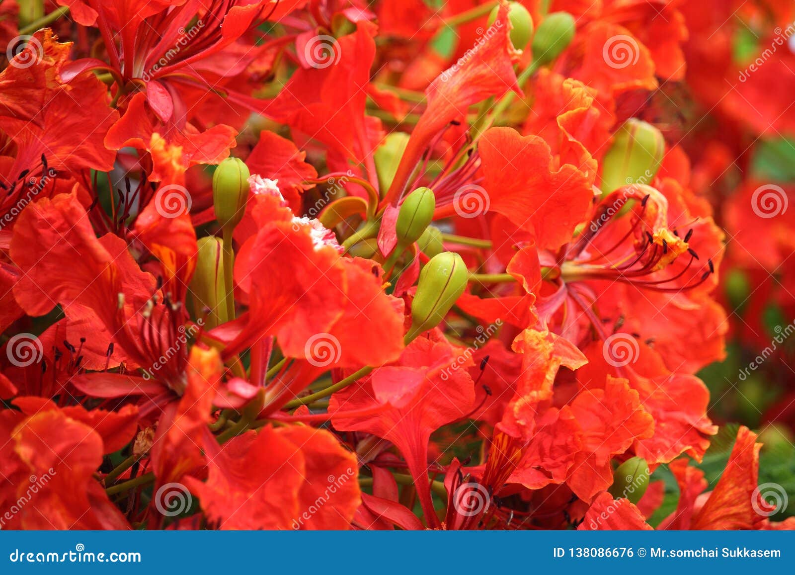 Flame Tree Red Colour or Peacock Flower with Green Leaf Stock Photo ...