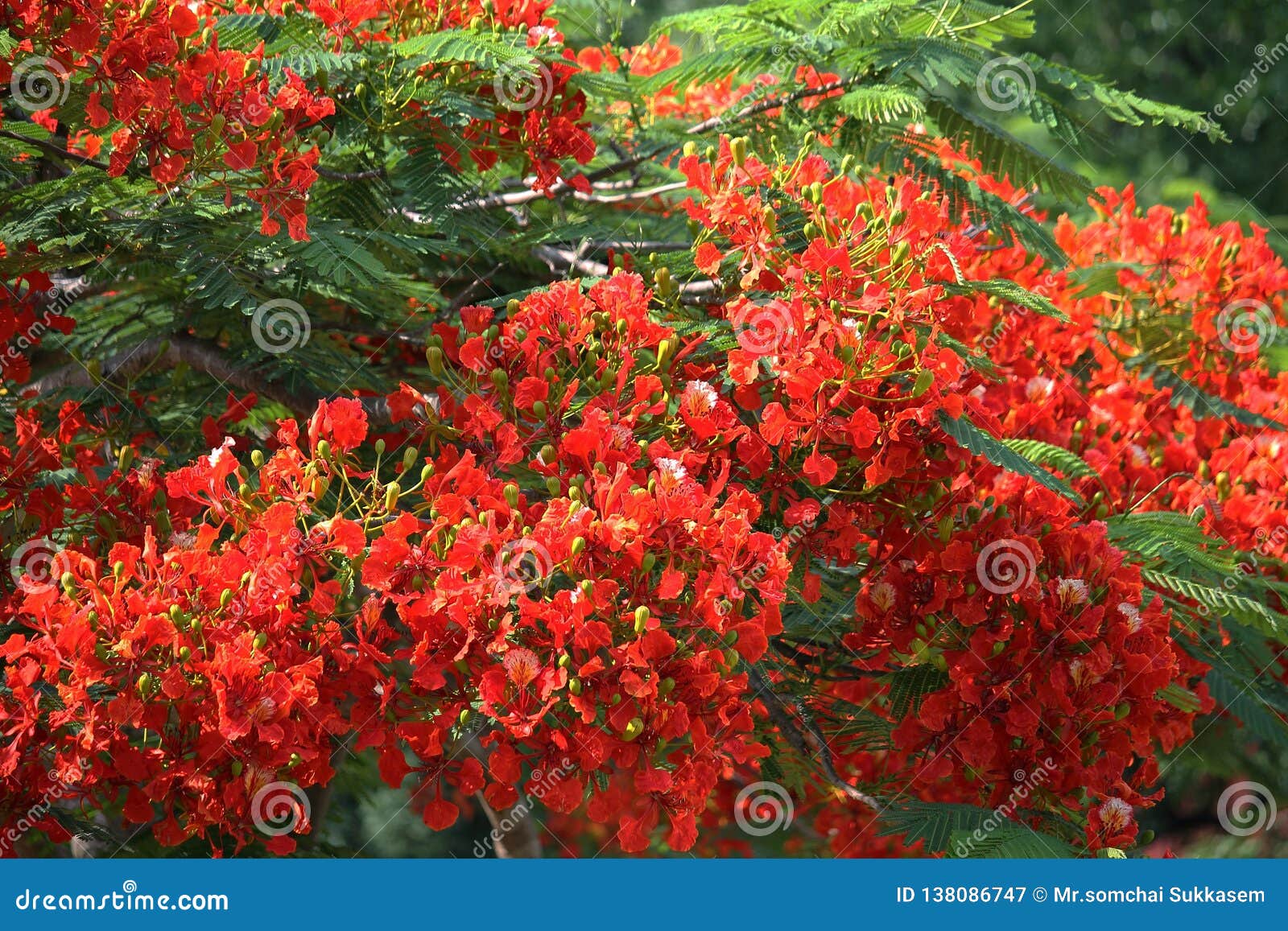 Flame Tree Red Colour or Peacock Flower with Green Leaf Stock Image ...