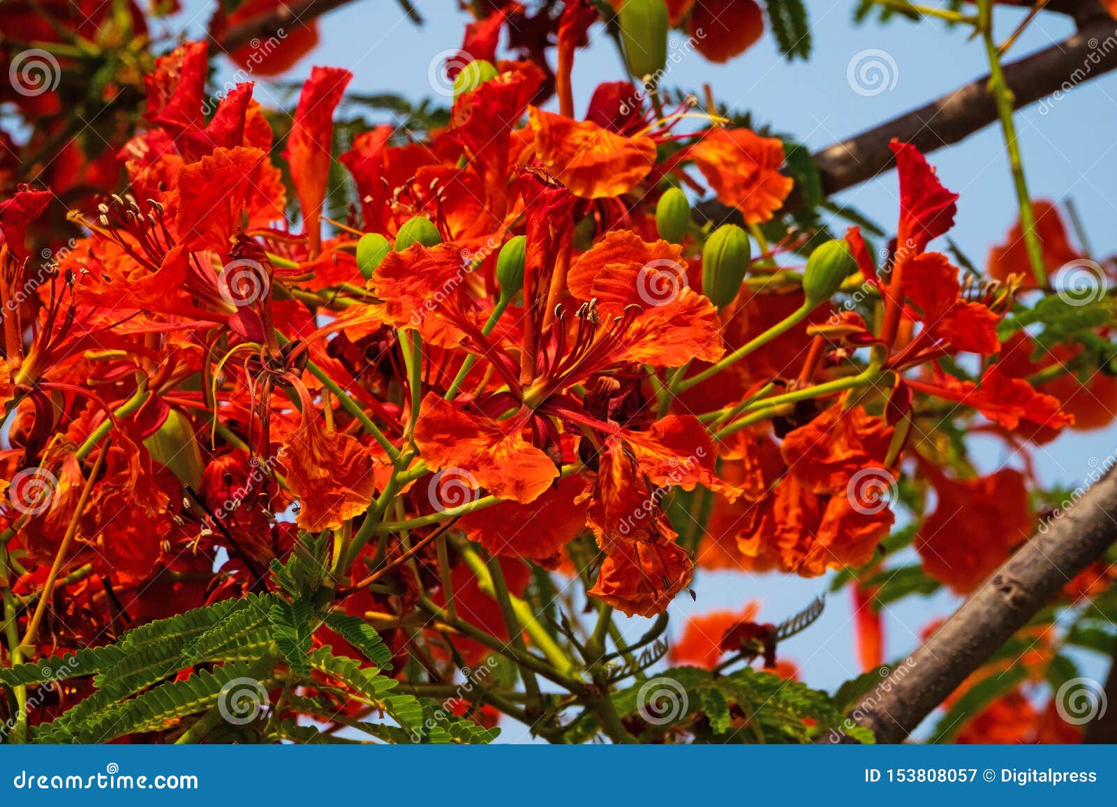 Flame Tree Red stock image. Image of bright, nature - 153808057