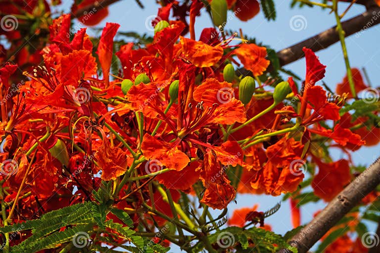 Flame Tree Red stock image. Image of bright, nature - 153808057