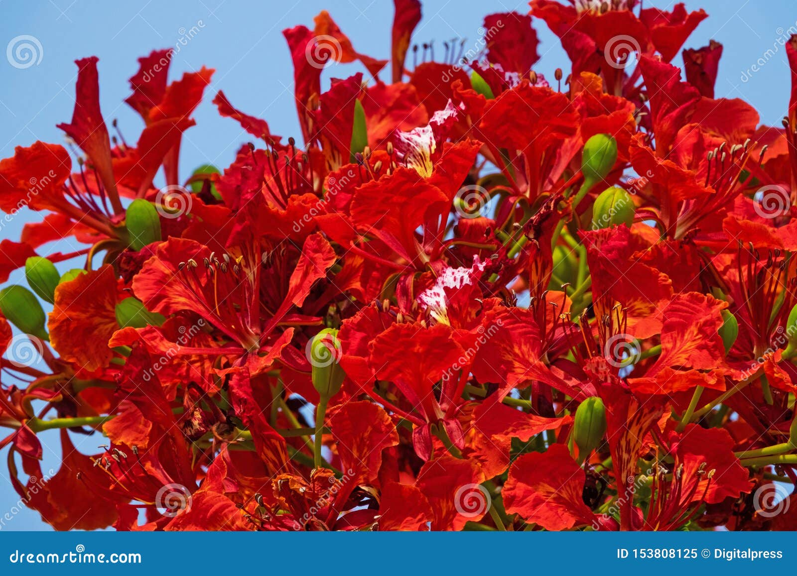 Flame Tree Red stock image. Image of flower, outdoors - 153808125