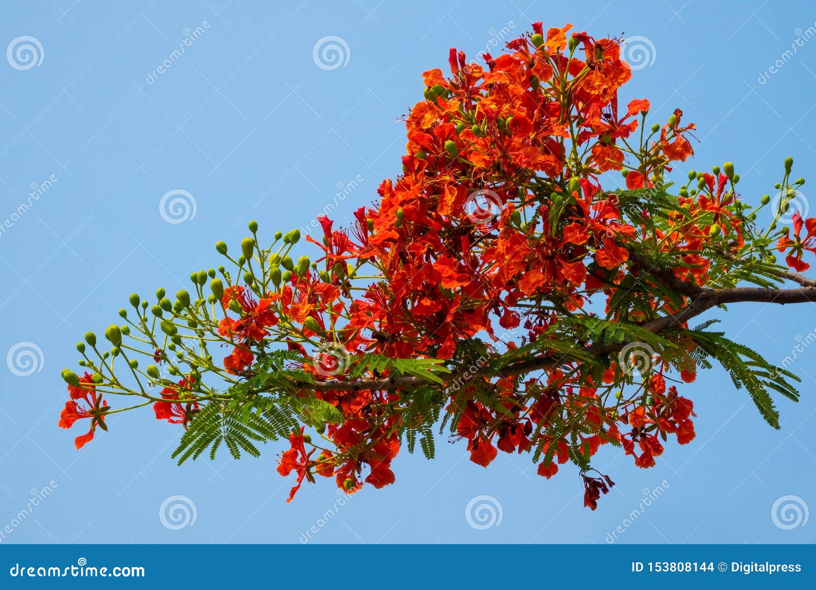 Flame Tree Red stock photo. Image of blossom, bloom - 153808144