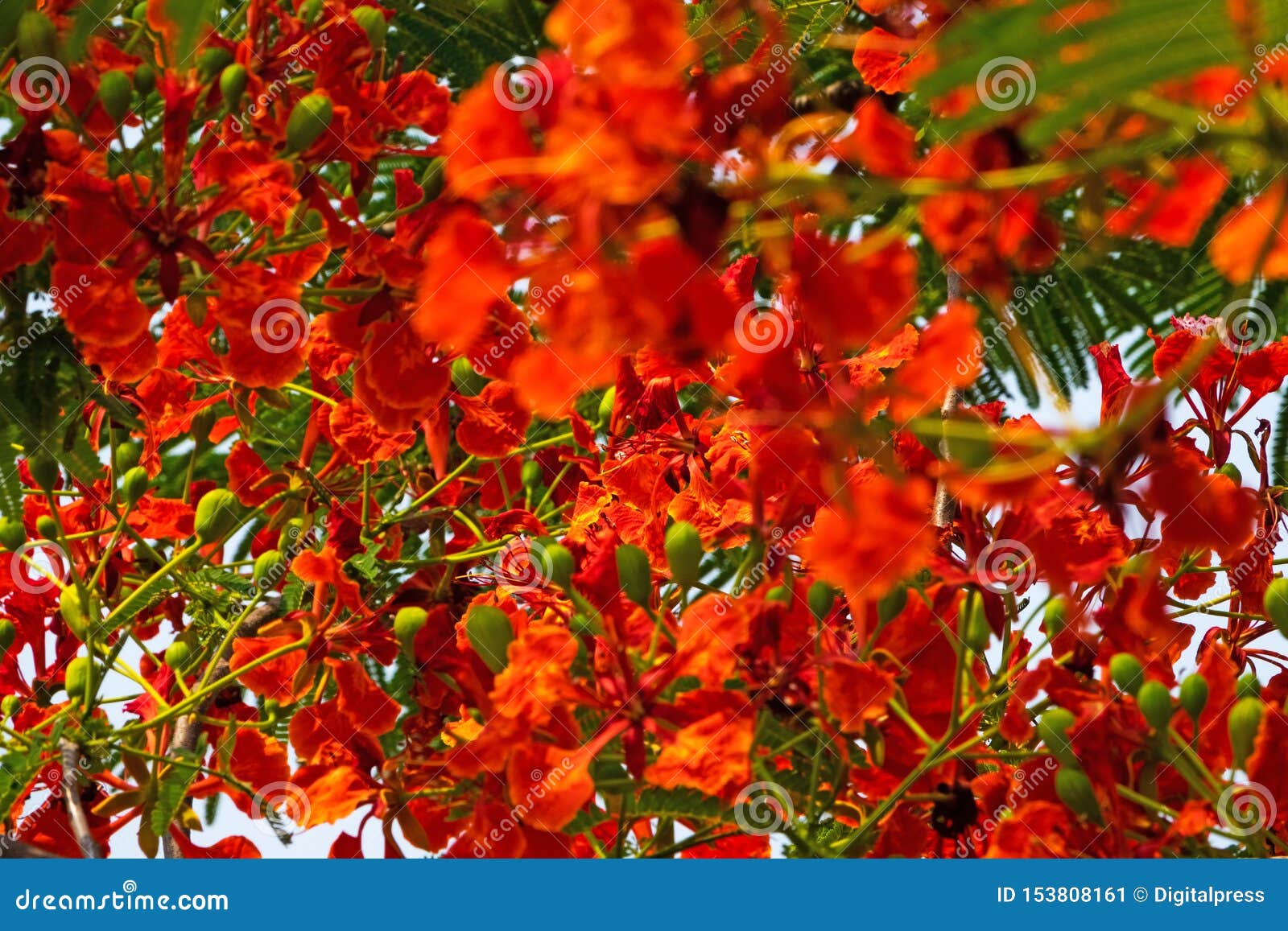Flame Tree Red stock image. Image of petal, flame, bright - 153808161