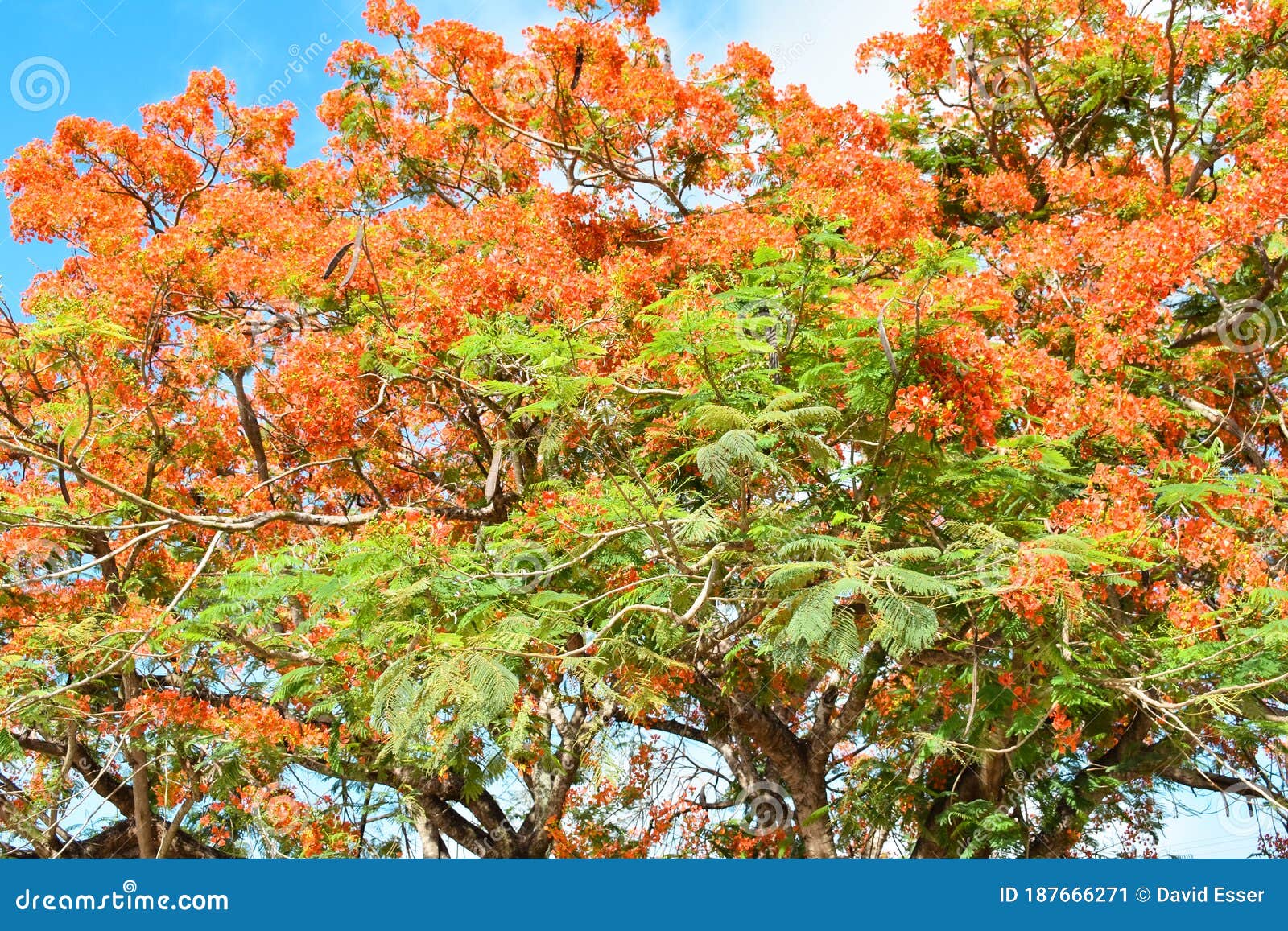 A Flame Tree with Red Flowers in Mexico Stock Image - Image of tree ...