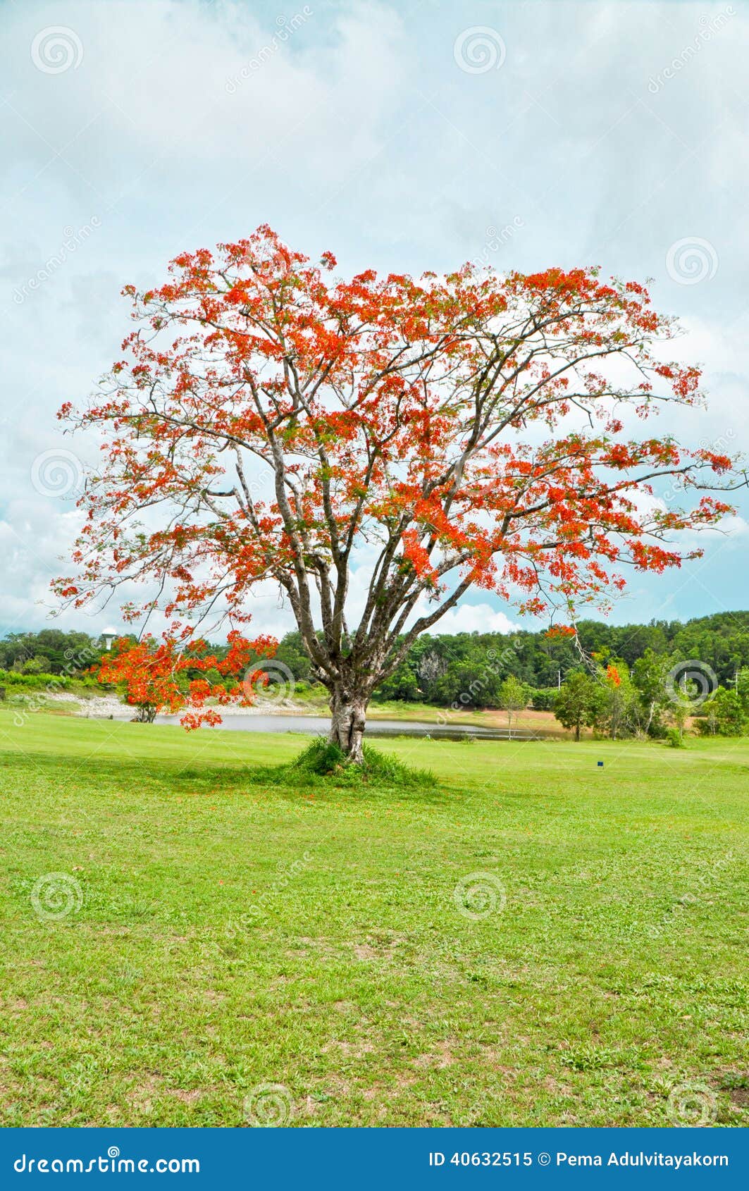 Flame tree stock image. Image of leaf, flame, green, blossom - 40632515
