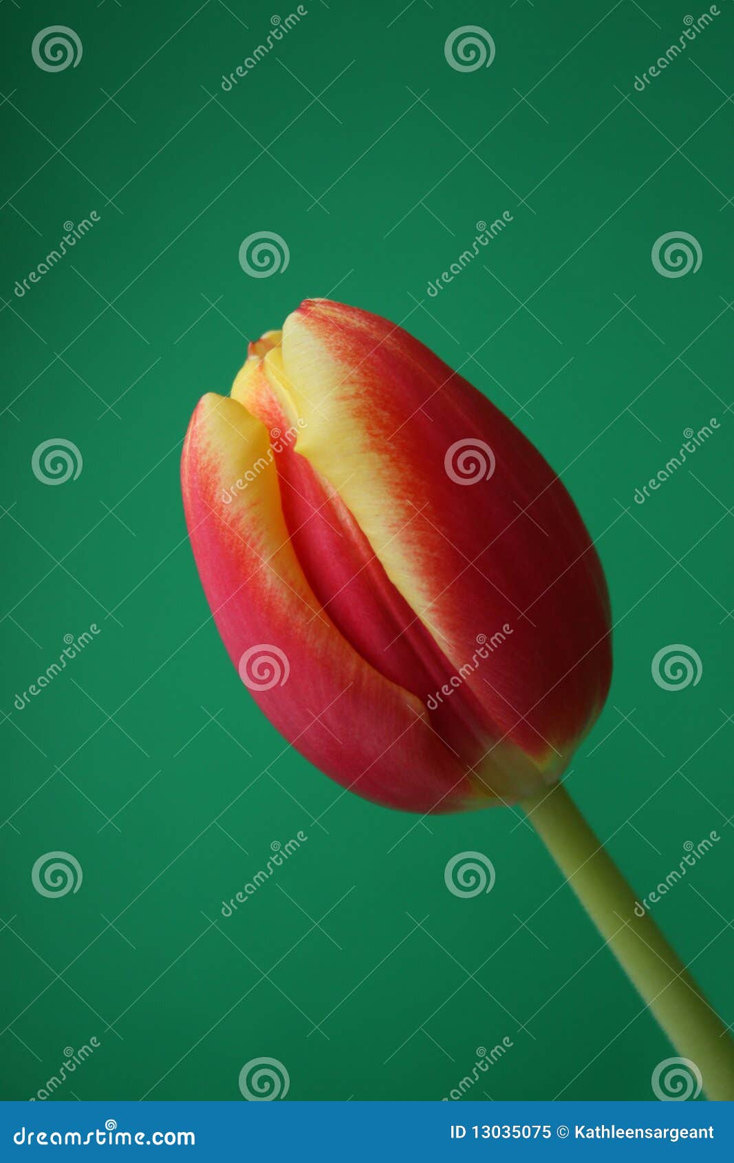 Flame tulip stock image. Image of flame, floristry, agriculture - 13035075