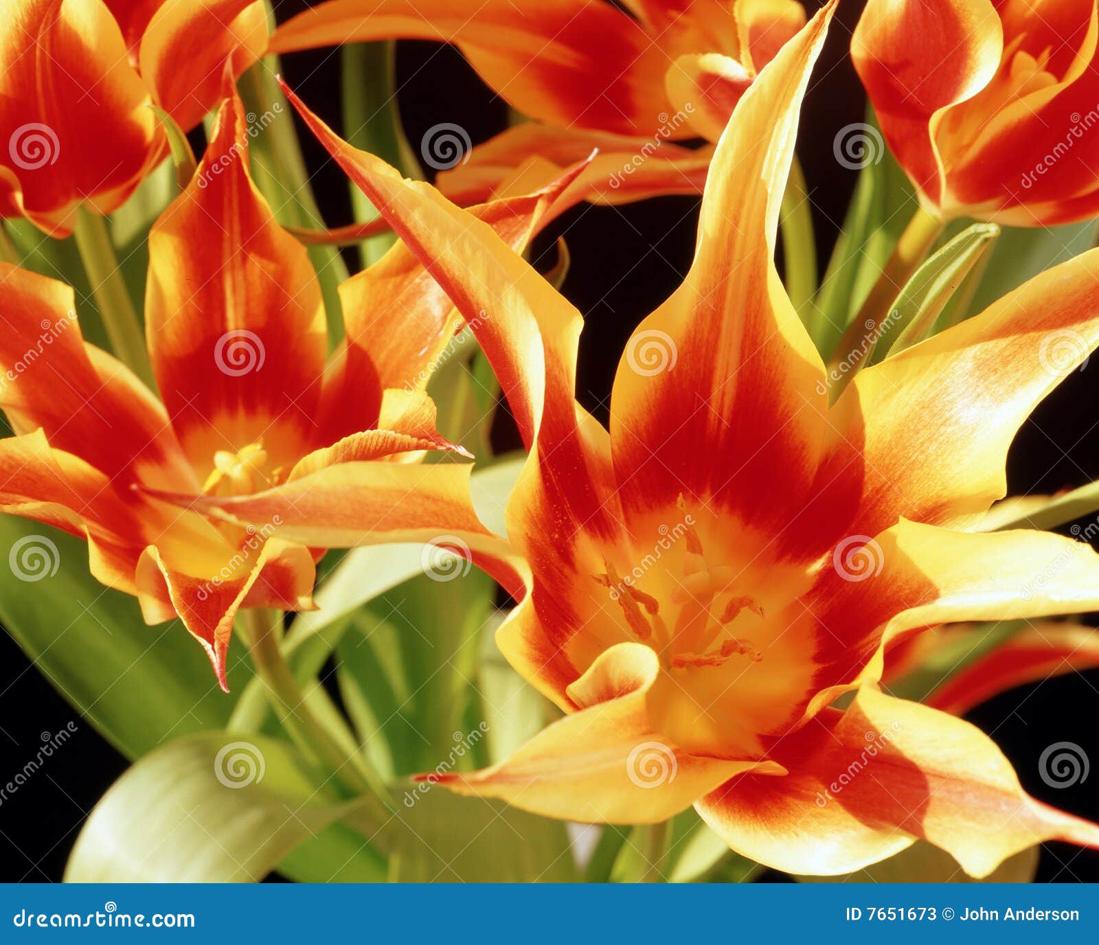 Flame tulips stock image. Image of floral, garden, flame - 7651673