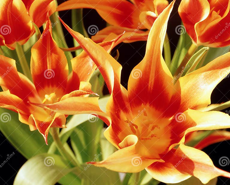 Flame tulips stock image. Image of floral, garden, flame - 7651673