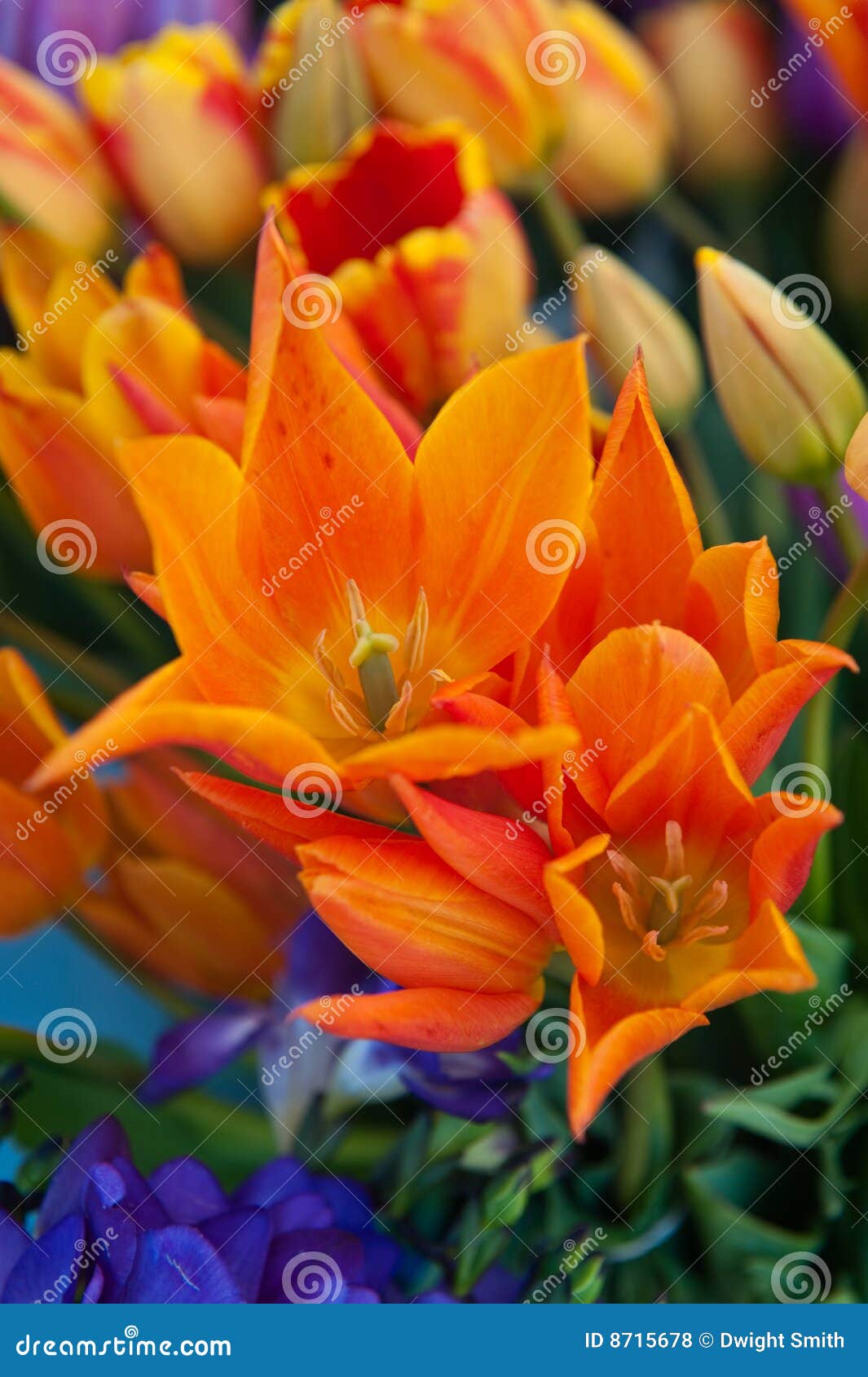 Flame Tulips stock photo. Image of fresh, arrangement - 8715678