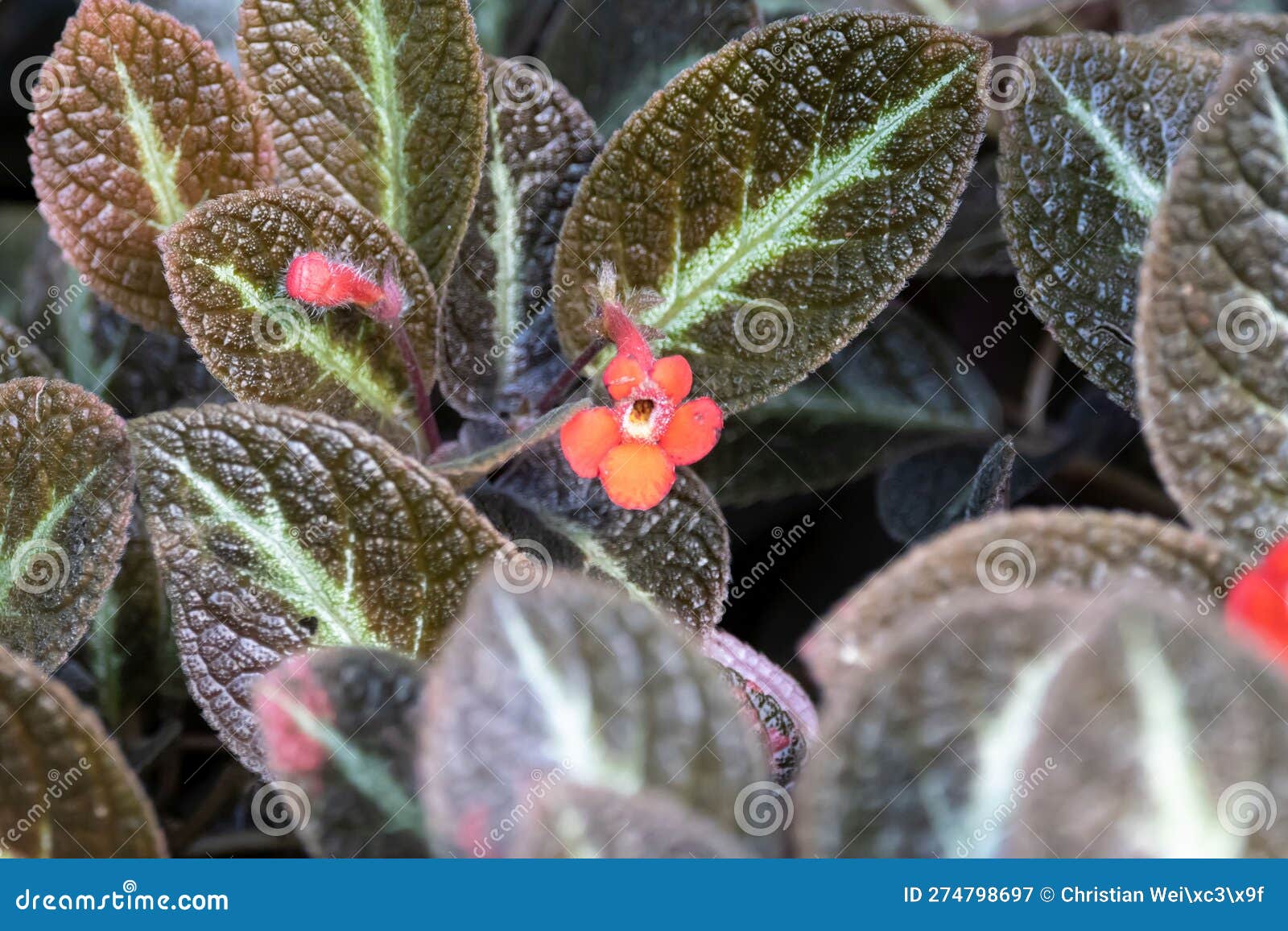 Flame Violet, Episcia Cupreata Stock Image - Image of perennial ...