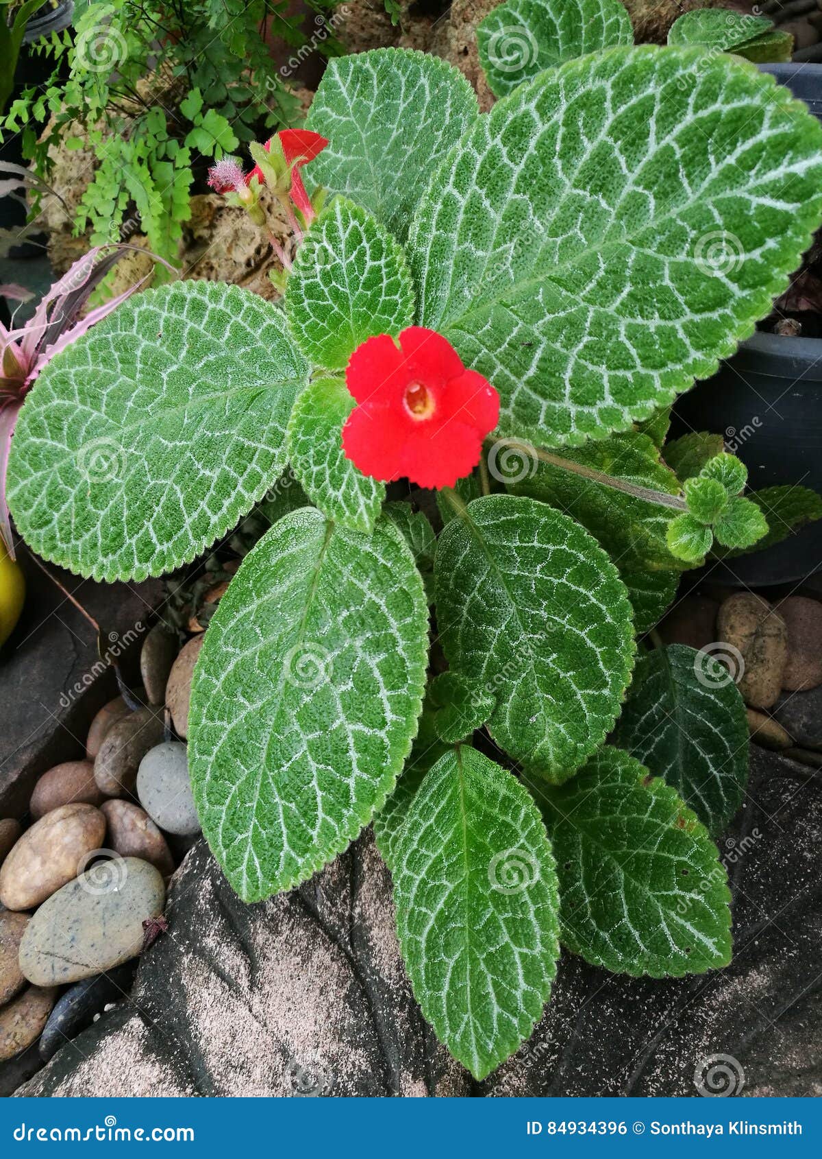 Flame violet plant stock photo. Image of home, beauty - 84934396