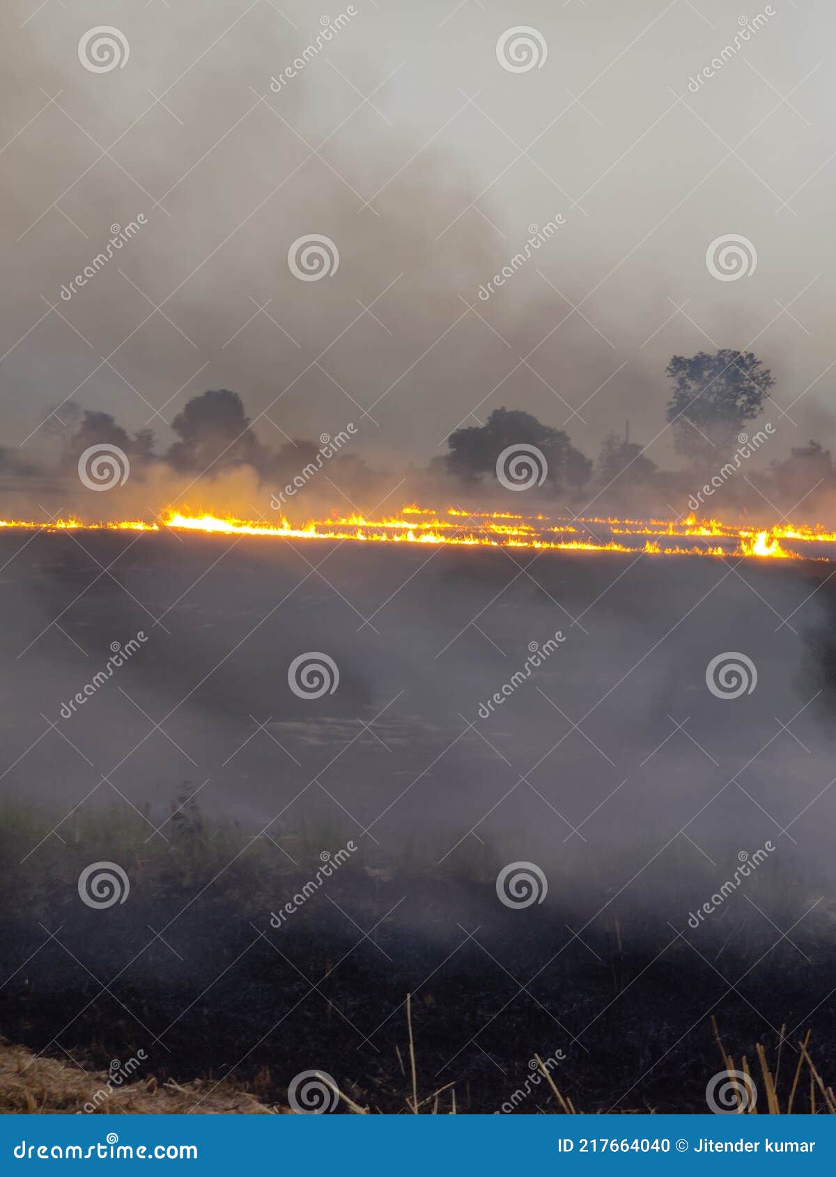 Flame in the wheat fields stock photo. Image of campfire - 217664040