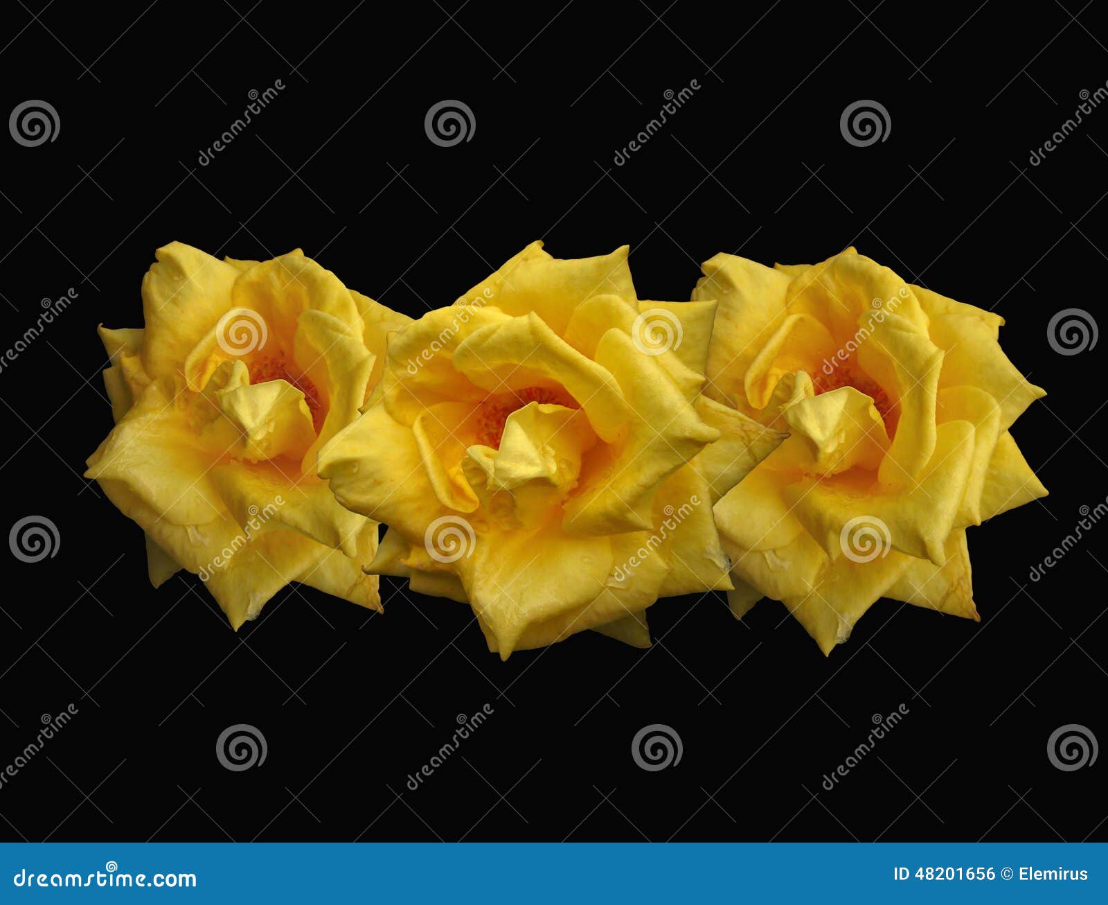 Flame yellow roses stock photo. Image of culture, damasc - 48201656