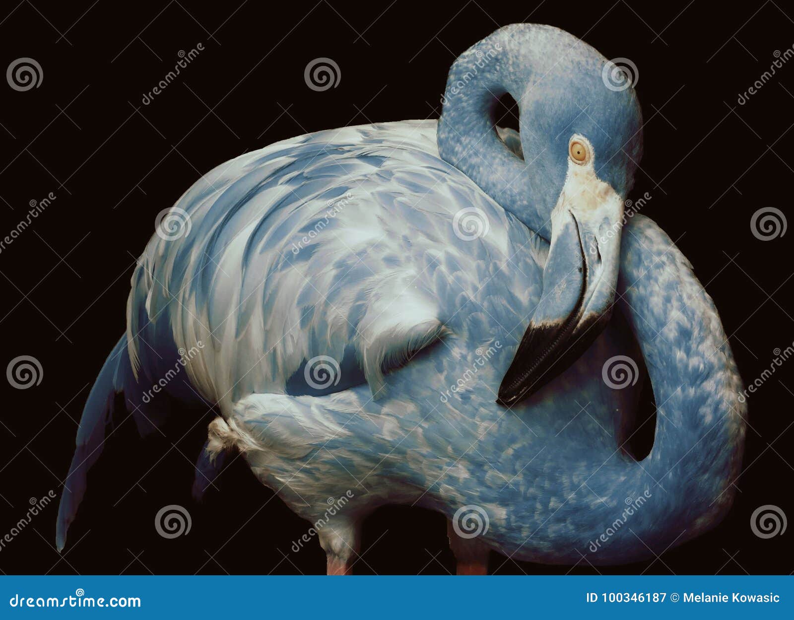 Flamenco azul imagen de archivo. Imagen de extracto - 100346187