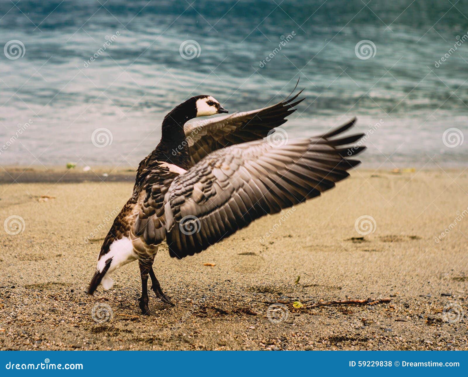 Flamenco stock photo. Image of bird, flamenco, norway - 59229838