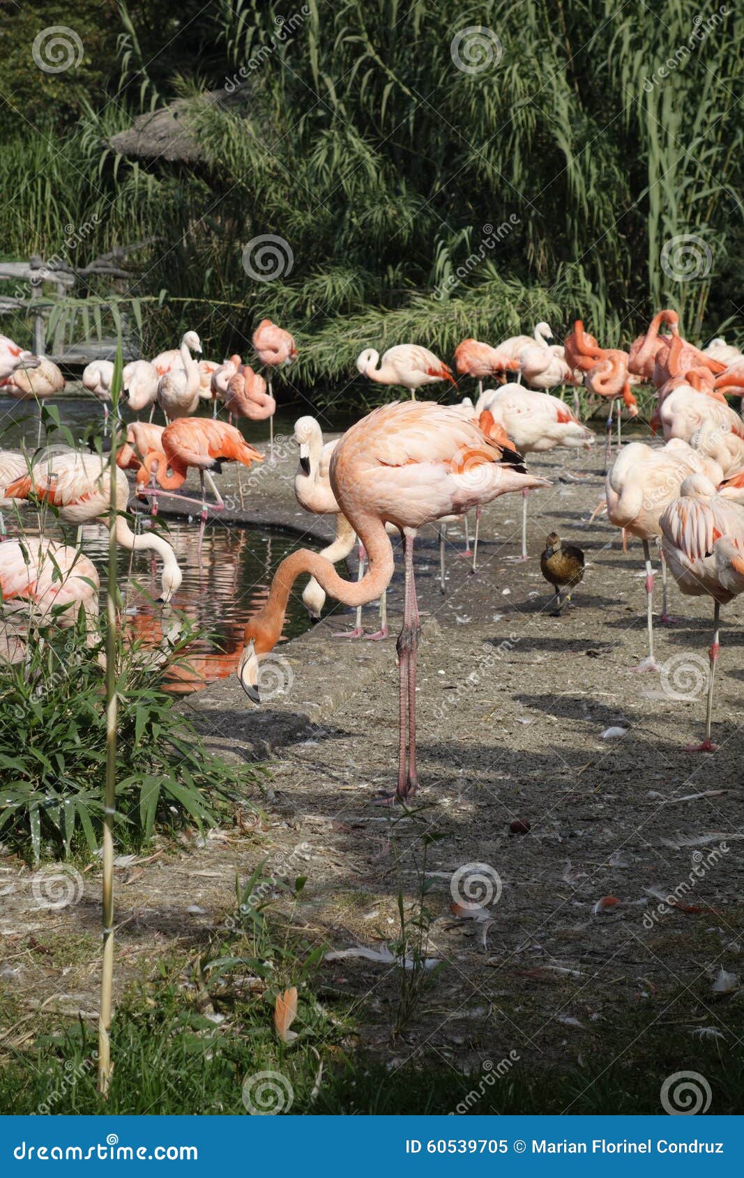 Flamenco stock image. Image of flier, animals, wildlife - 60539705