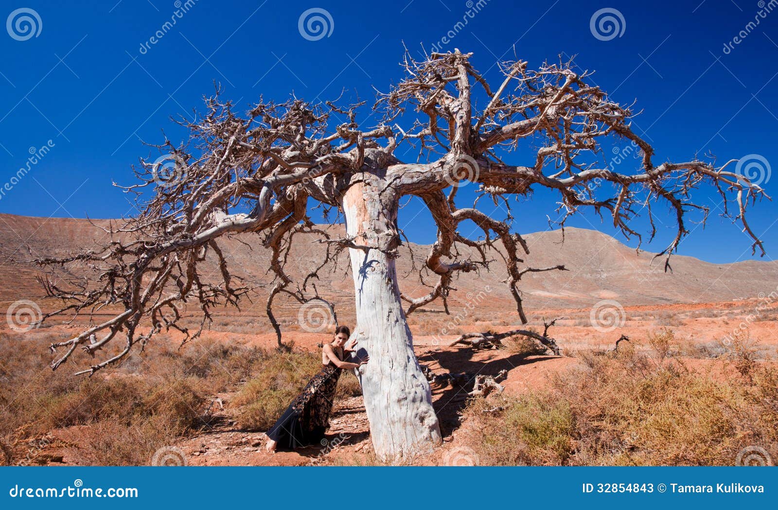 Flamenco and a dead tree stock image. Image of natural - 32854843