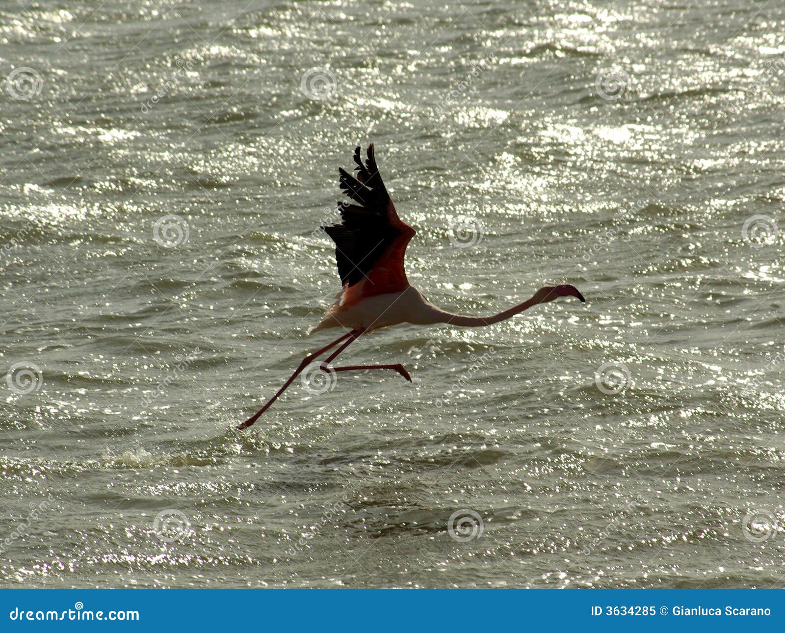 Flamenco Listo Para Volar Imagen. Imagen: 3634285