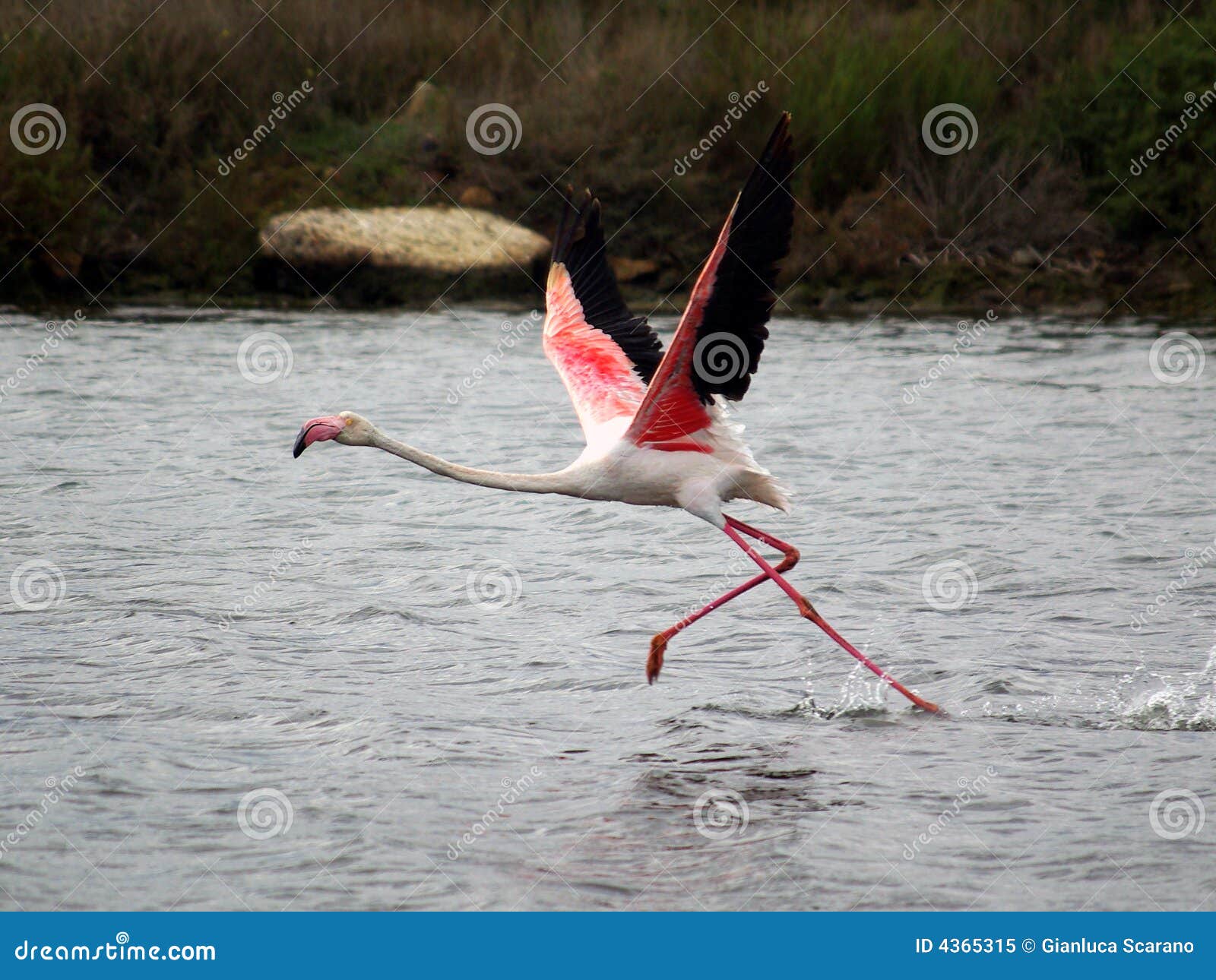 Flamenco listo para volar imagen de archivo. Imagen de blanco - 4365315