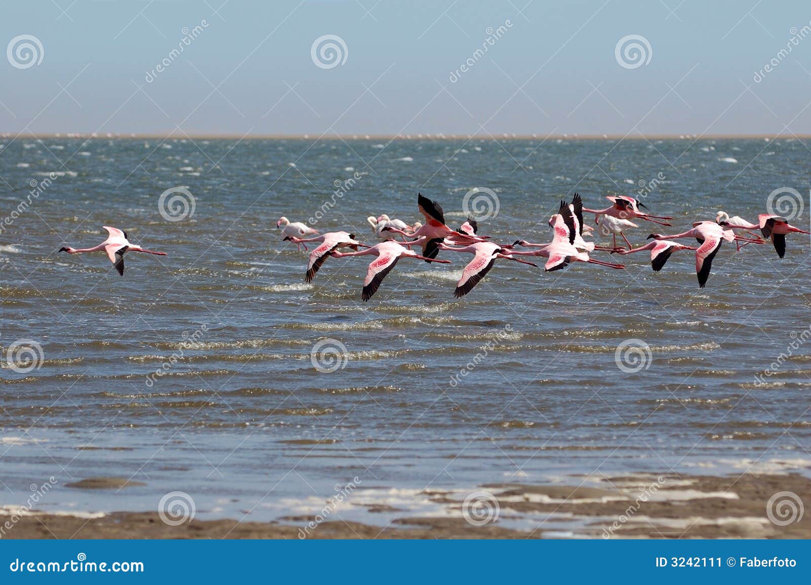 Flamenco rosado imagen de archivo. Imagen de multitud - 3242111