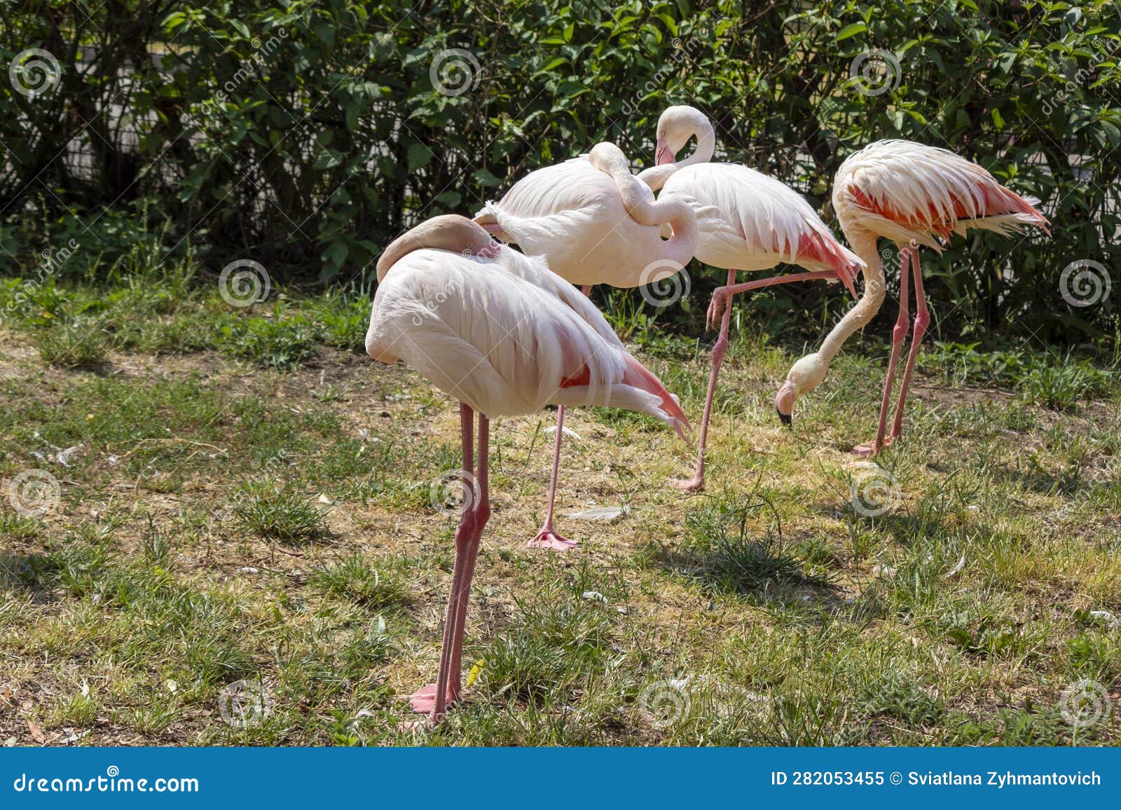 Flamencos Duermen Con La Cabeza En La Espalda Imagen de archivo ...