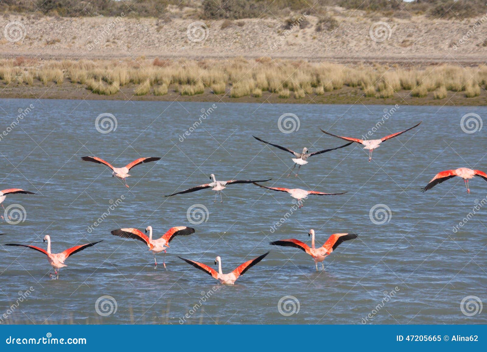 Flamencos patagones imagen de archivo. Imagen de patagonia - 47205665
