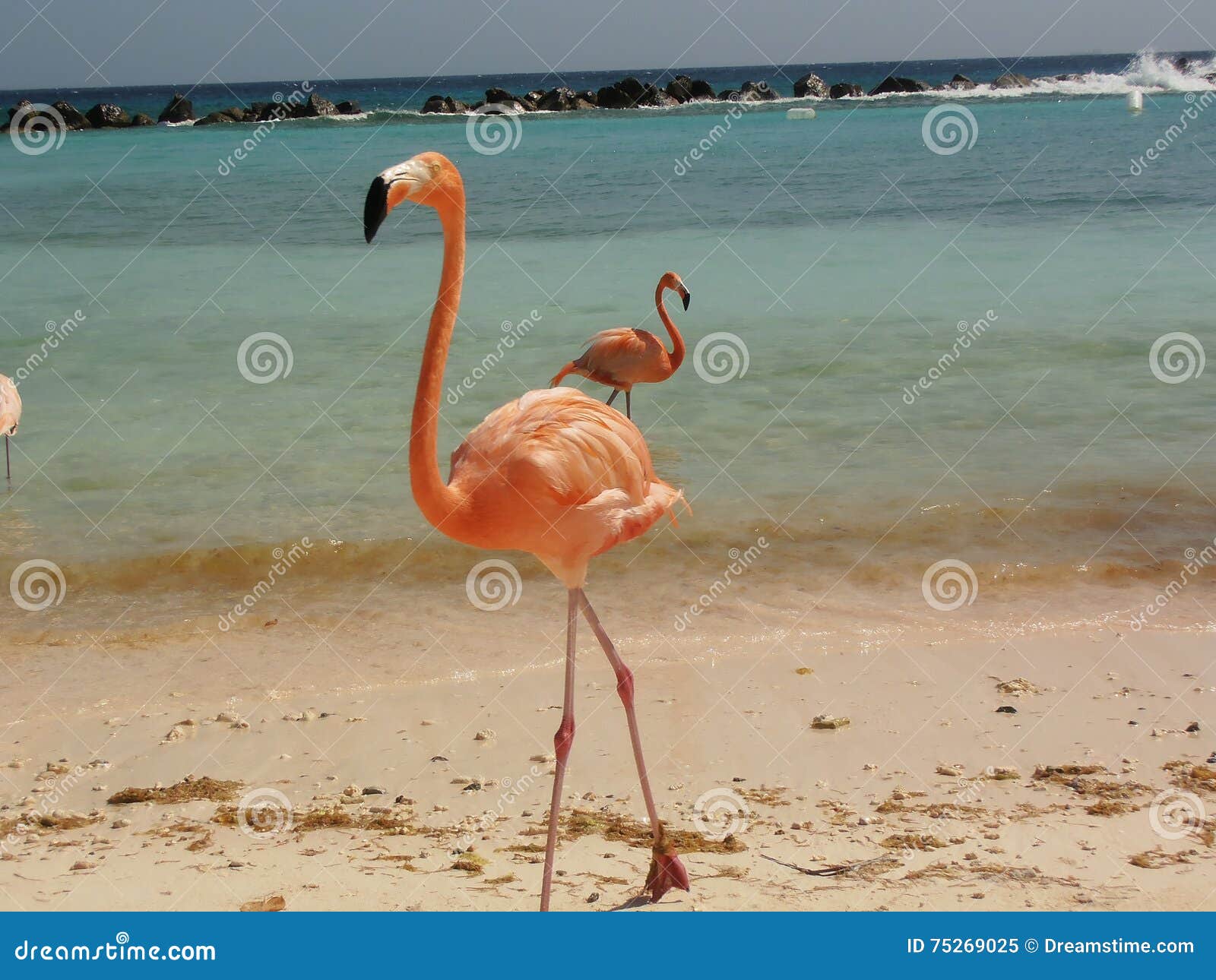 Flamengo bird stock image. Image of flamengo, taking - 75269025