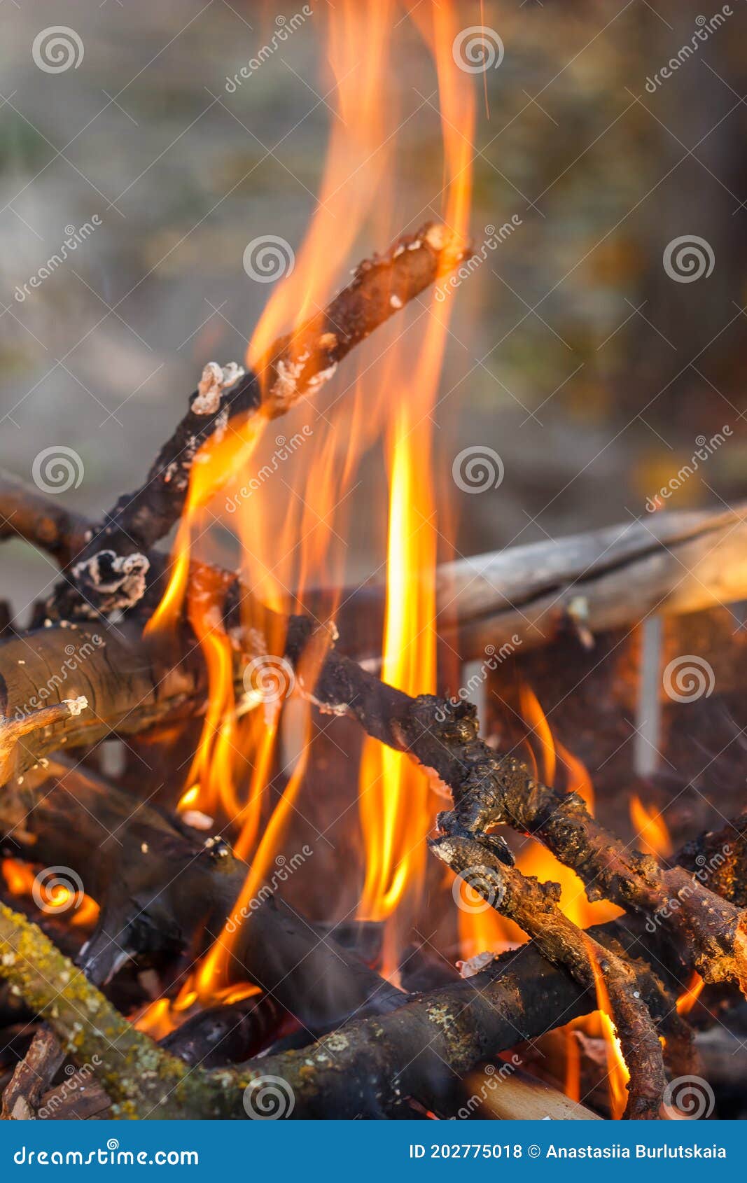 Flames of Fire in the Grill with Branches of Fruit Trees. Barbecue ...