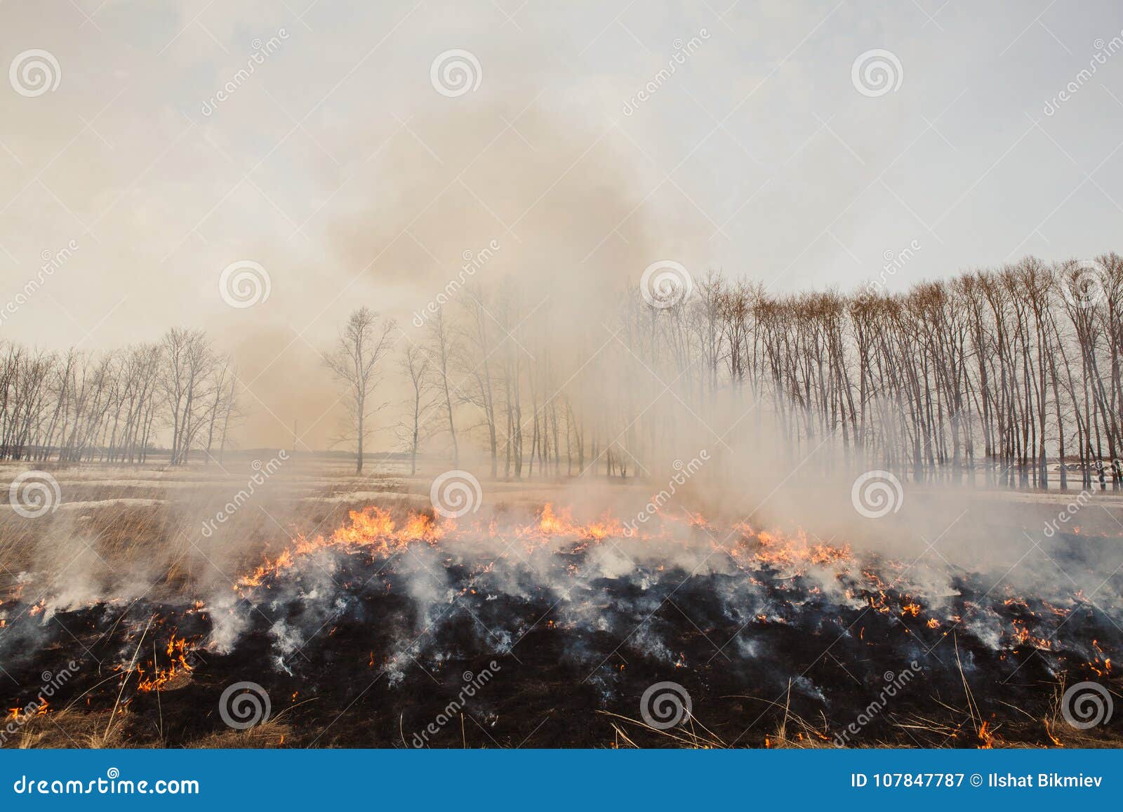 The Flames of the Fire, Rapidly Running To the Trees. Inflammability of ...