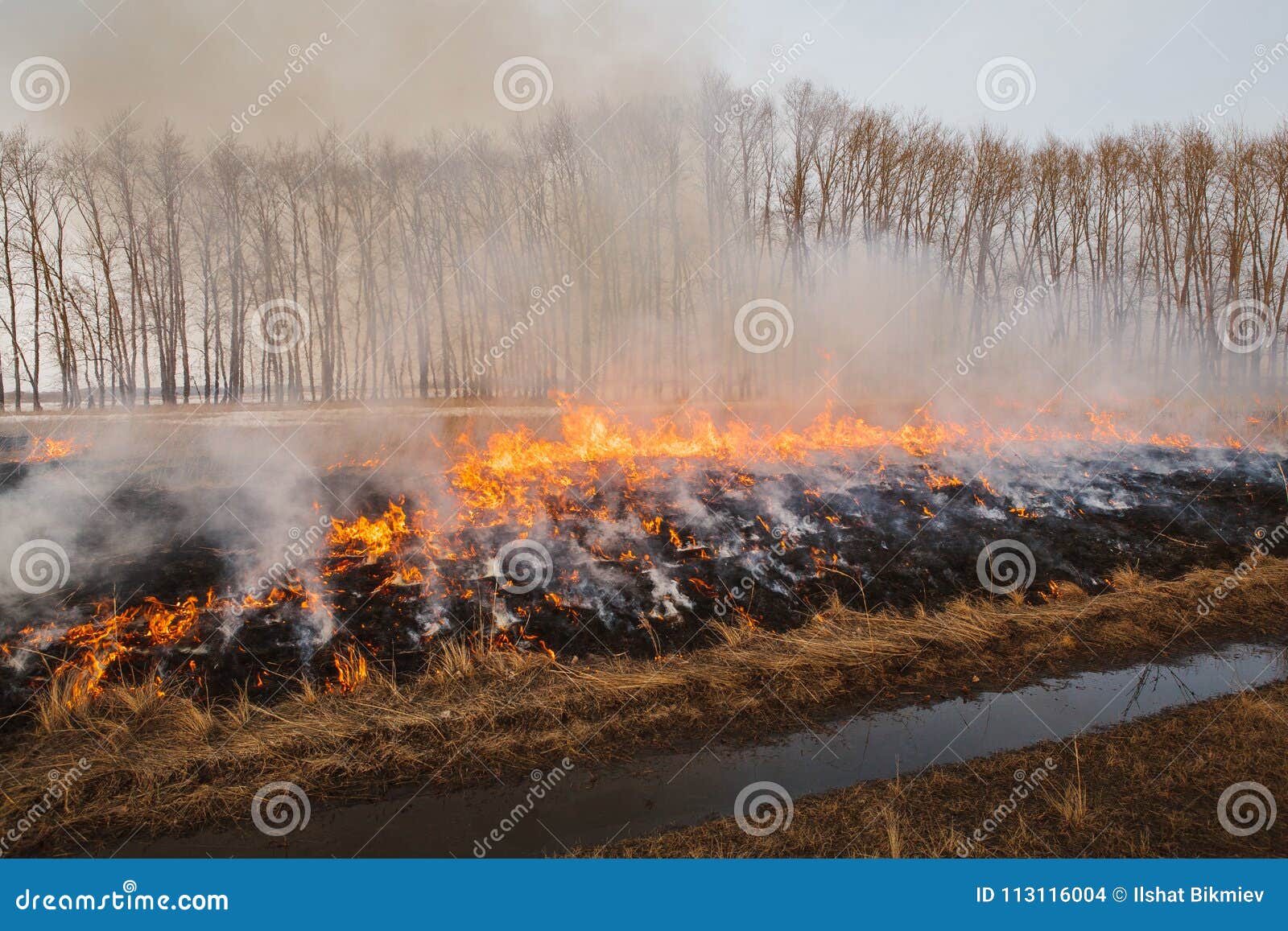 The Flames of the Fire, Rapidly Running To the Trees. Inflammability of ...