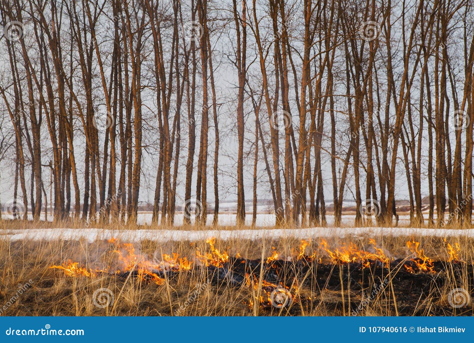 The Flames of the Fire, Rapidly Running To the Trees. Inflammability of ...