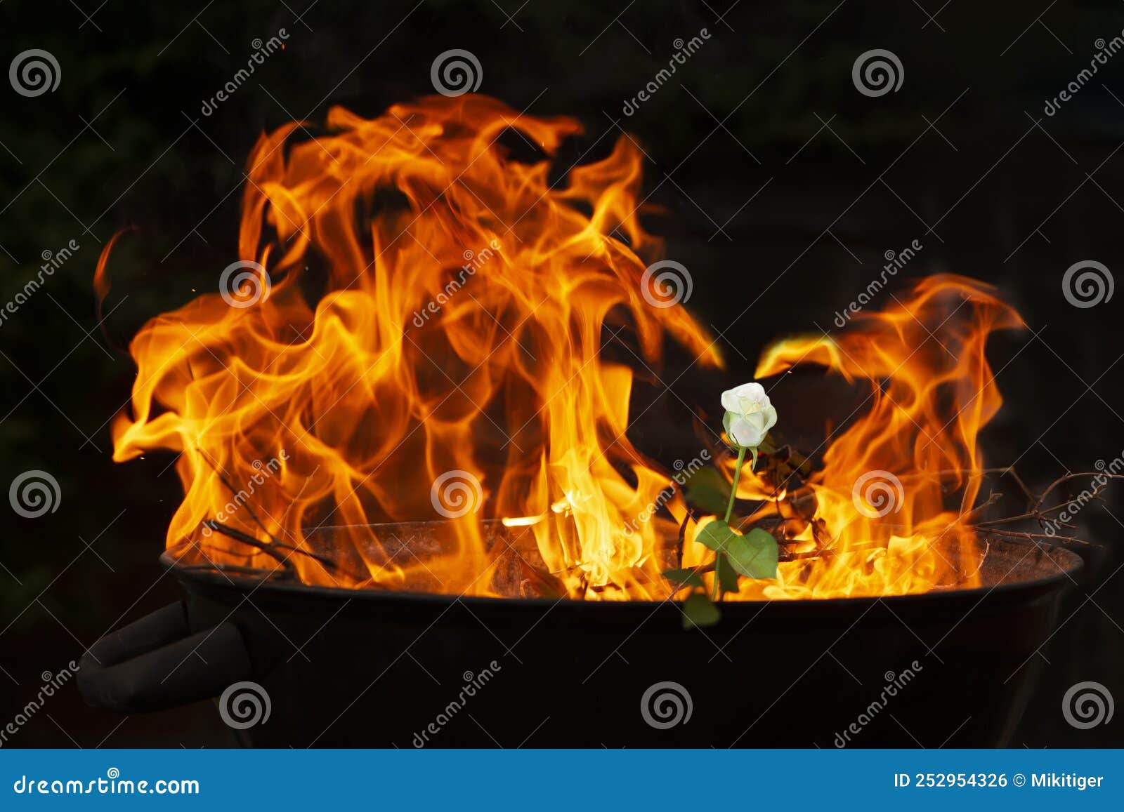 Flames in the Shape of a Heart and a Rose Stock Photo - Image of ...