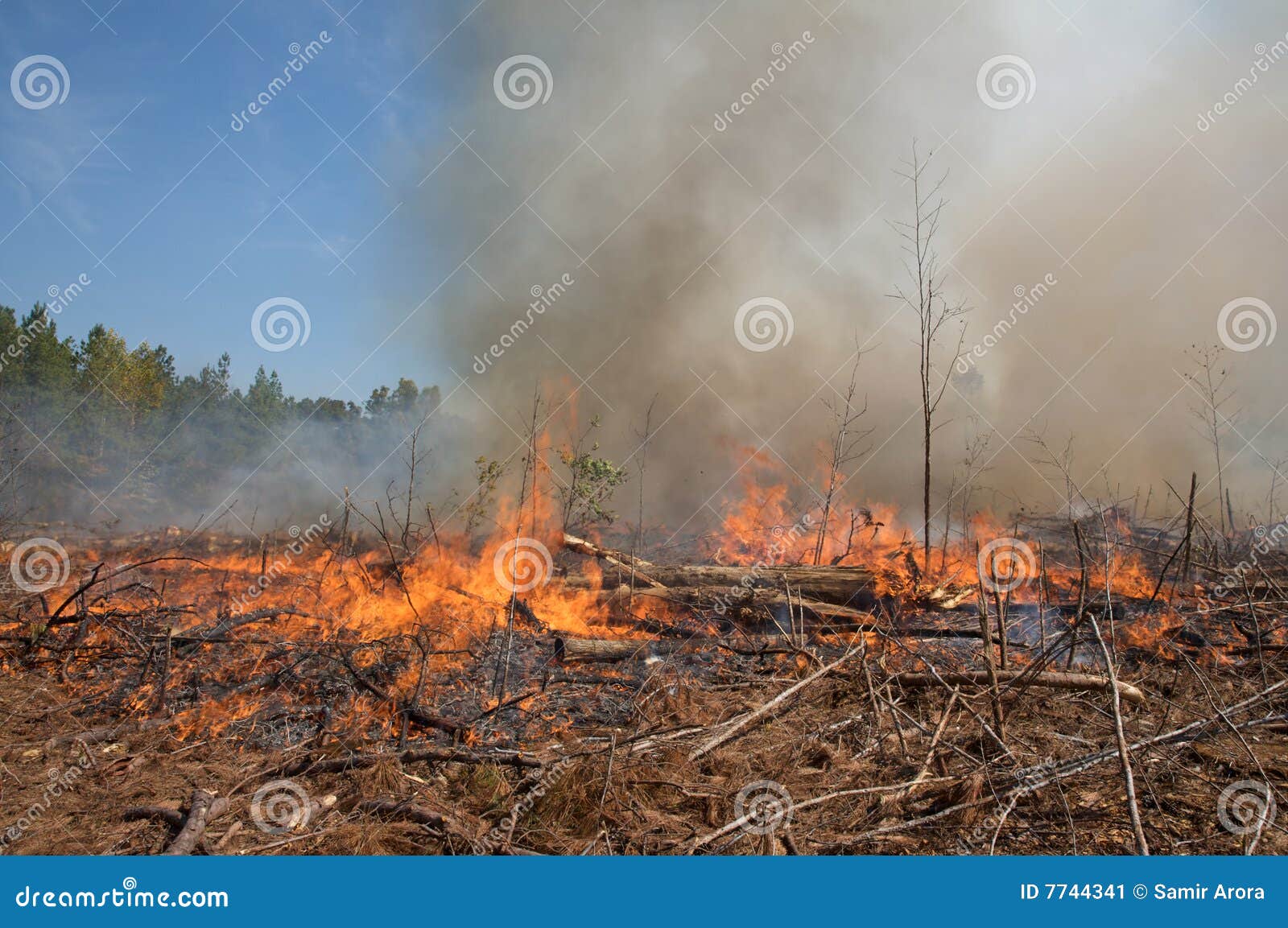 Flames and Smoke from a Prescribed Fire Burn Stock Image - Image of ...