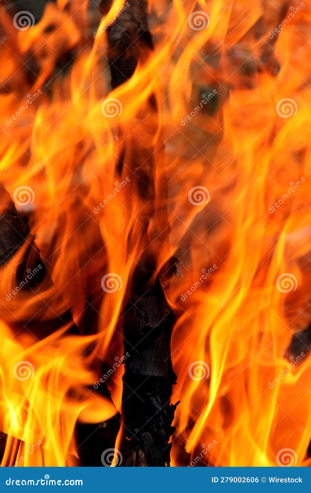 Flames Spread Throughout an Old, Tree Branch Stock Photo - Image of ...