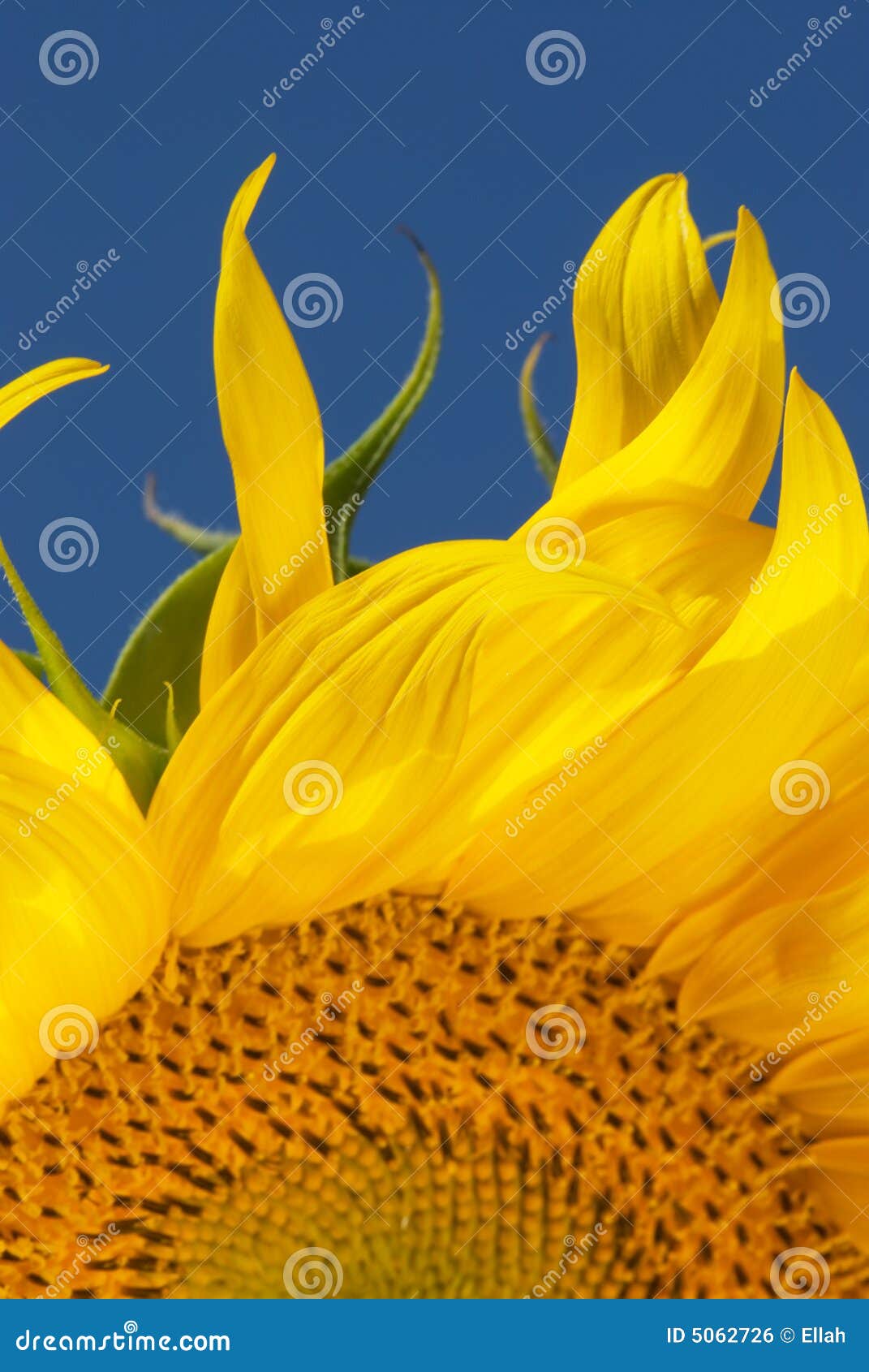 Flames of a sunflower stock photo. Image of natural, orange - 5062726
