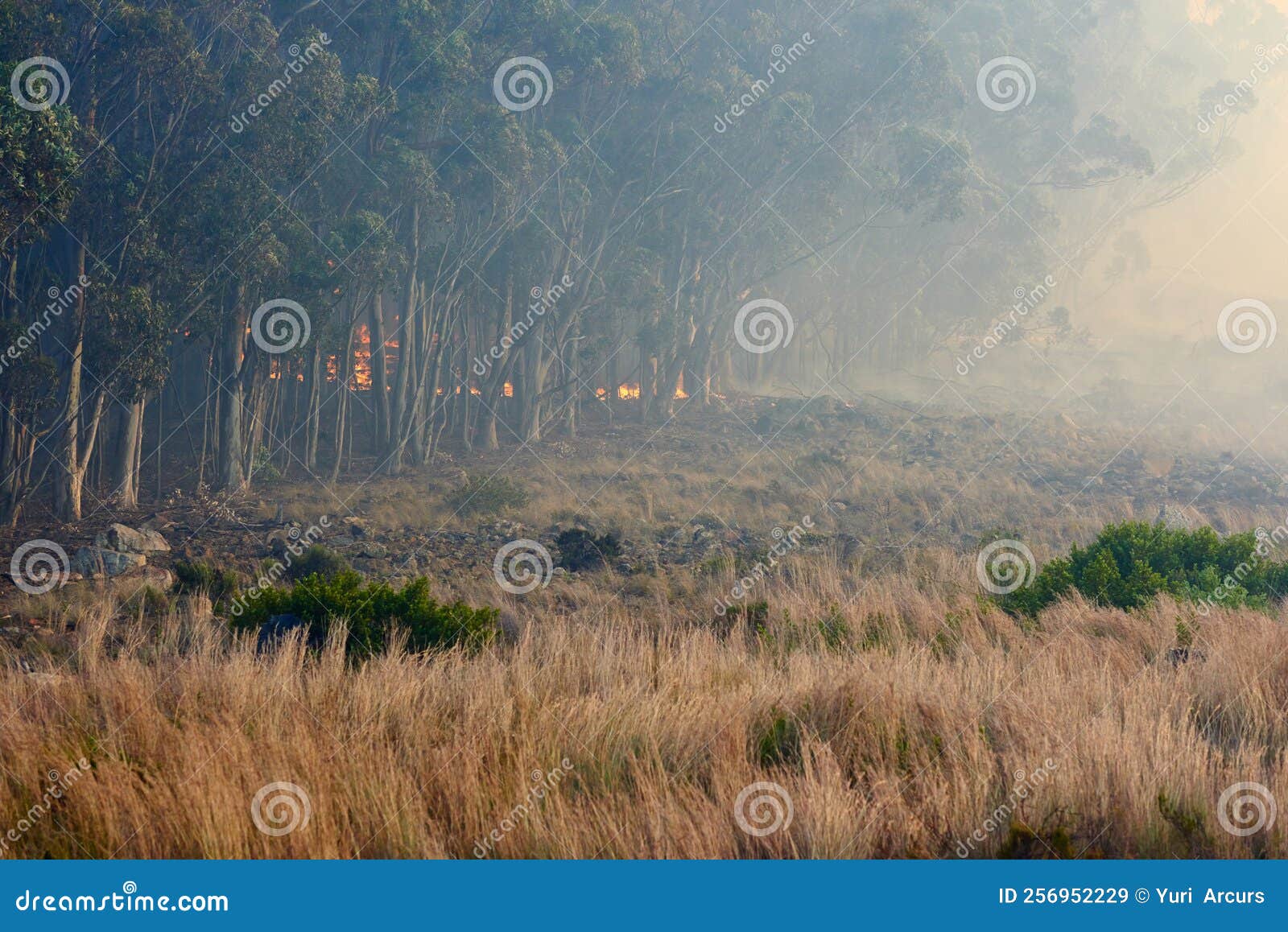 Flames in the Treeline. a Wild Fire Burning in the Distance. Stock ...