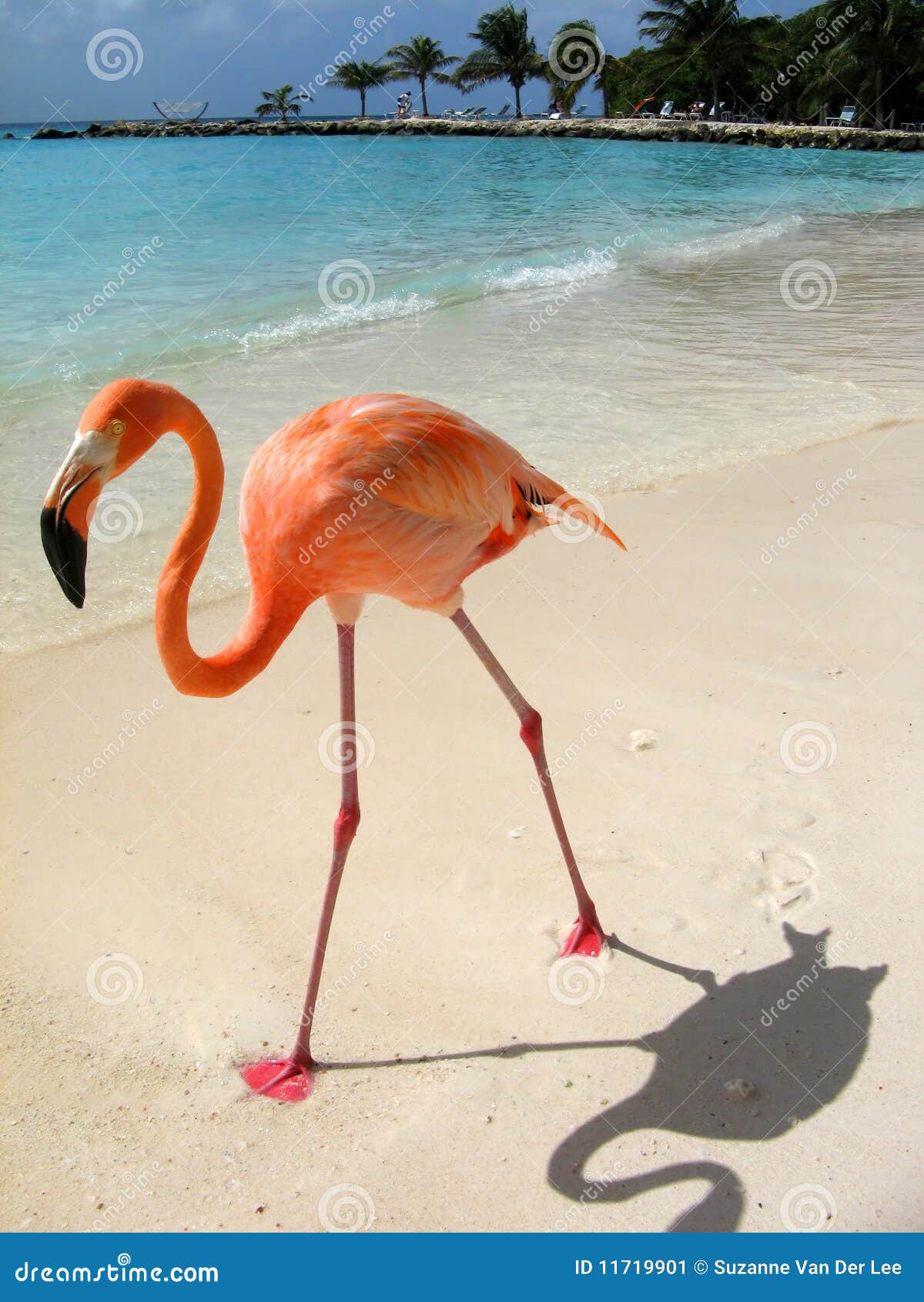 Flamigo stock image. Image of beak, background, aquatic - 11719901