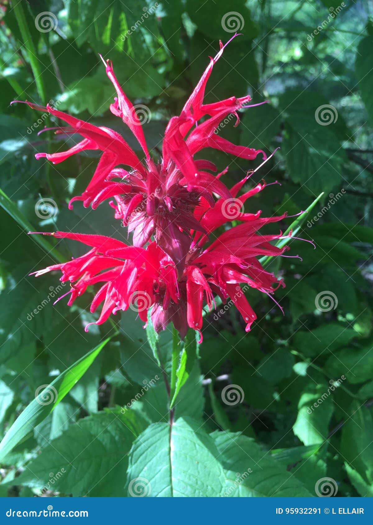 Flaming bee balm stock image. Image of flower, balm, pink - 95932291